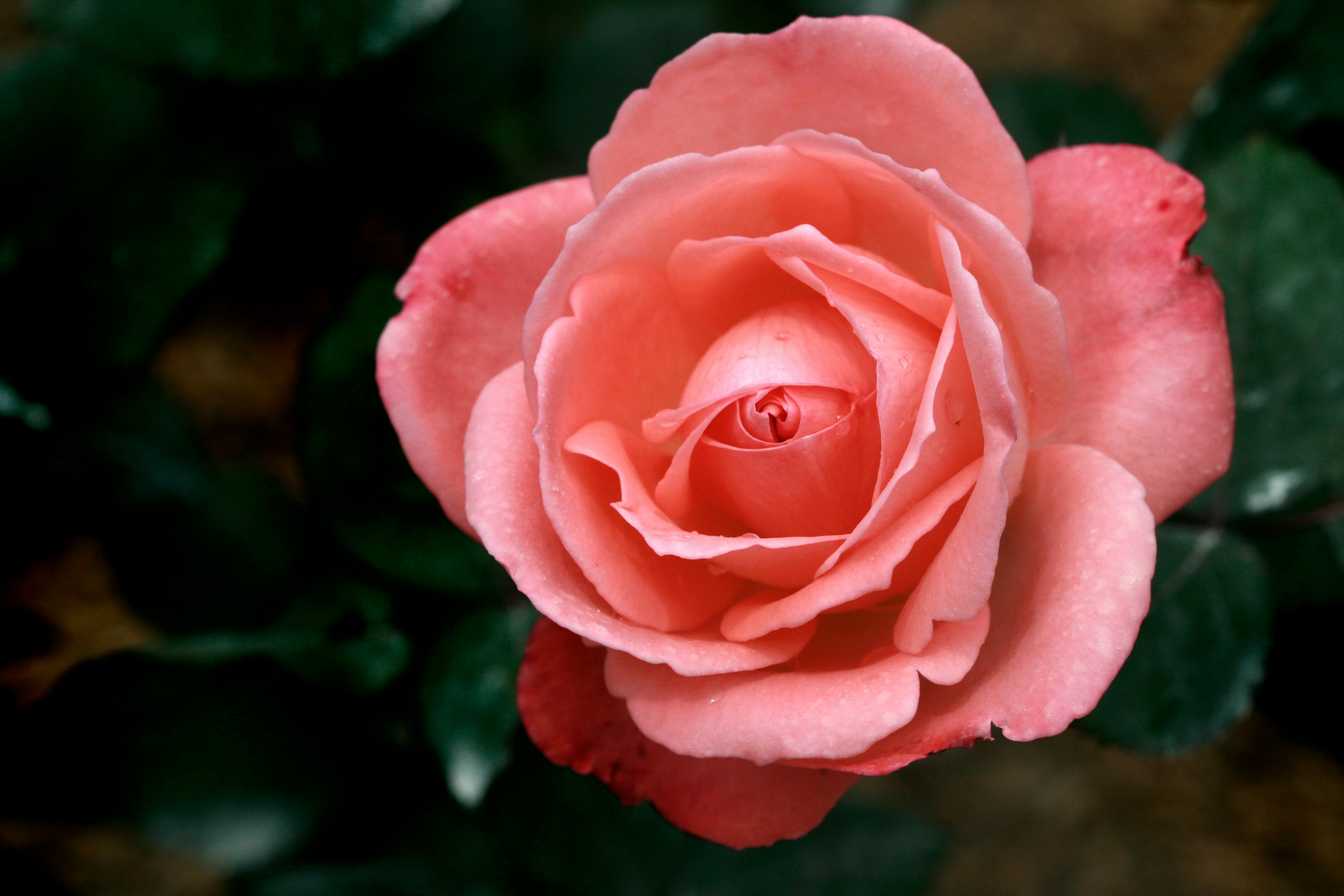 Pink Lotus Flower and an Insect · Free Stock Photo