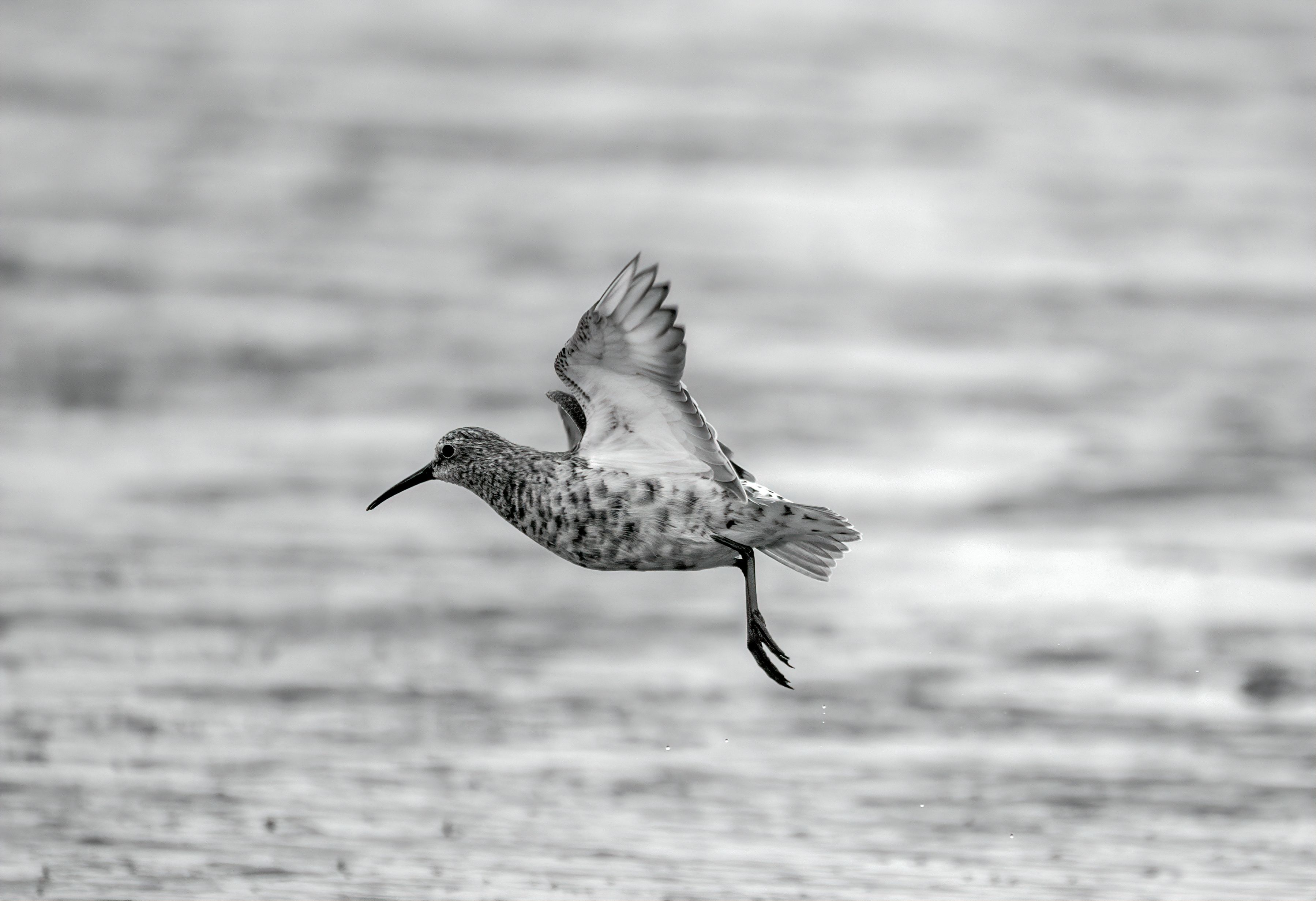 A Grayscale Photo of a Flying Bird · Free Stock Photo