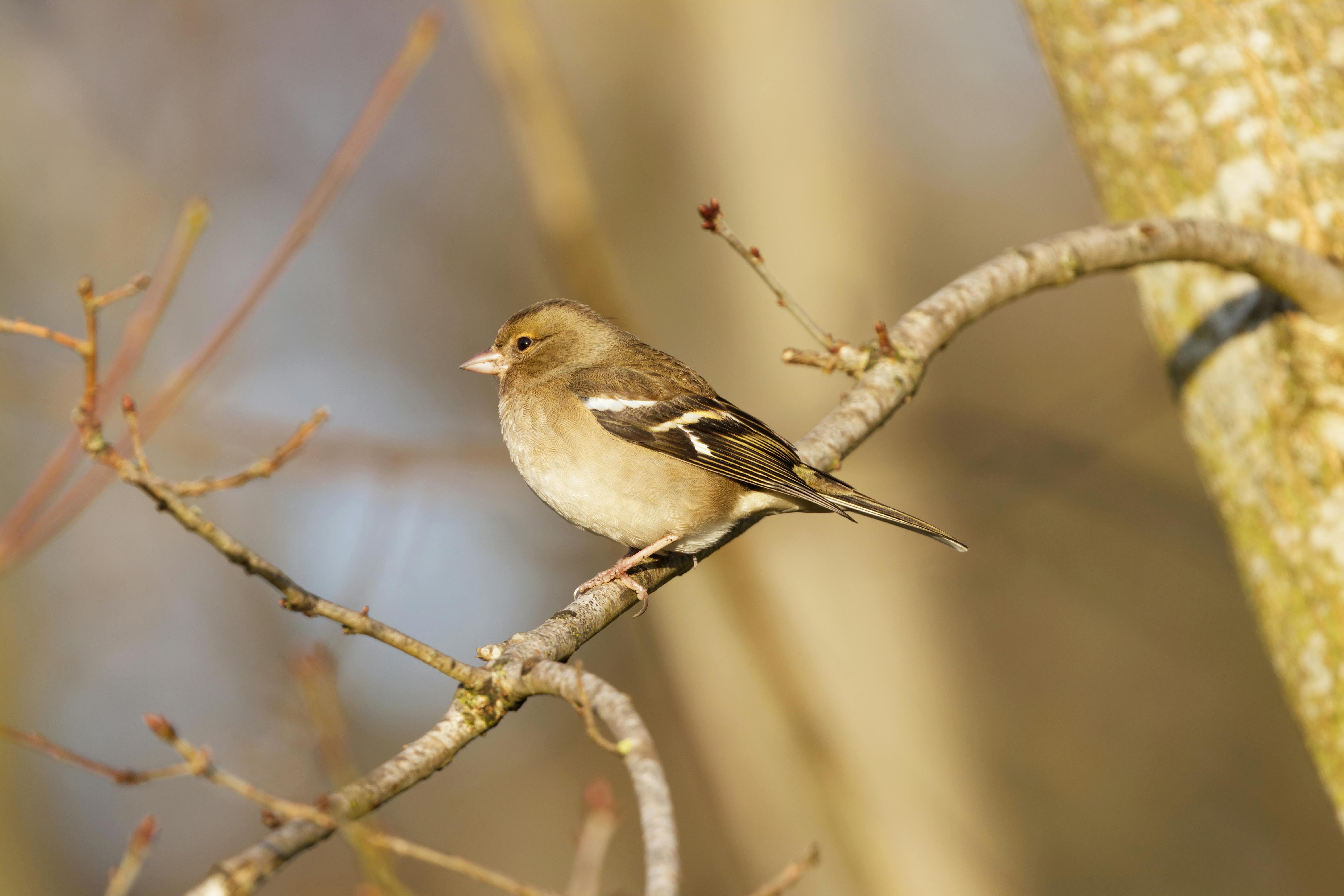 Blue Bird · Free Stock Photo