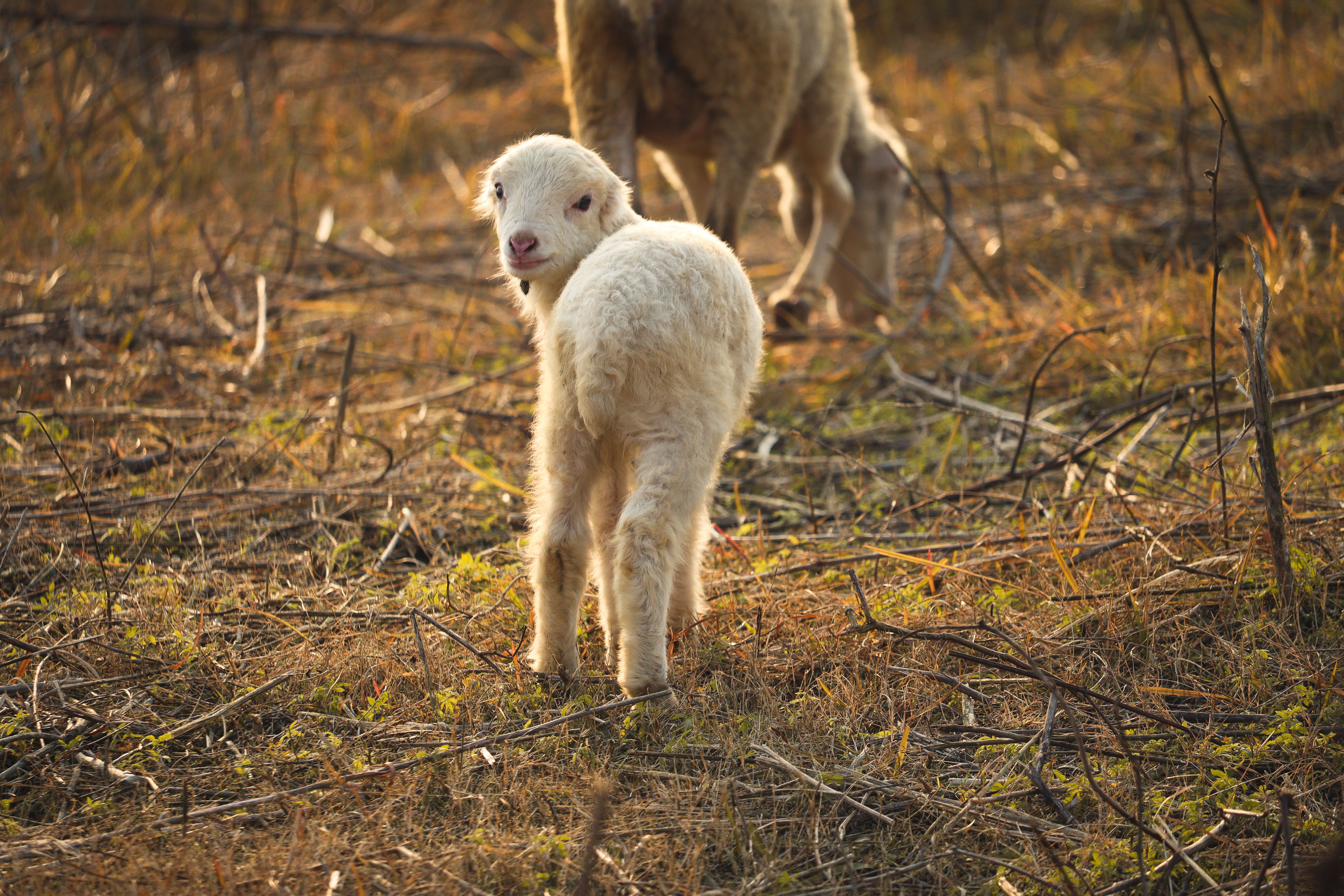 White Sheep on Grass Field · Free Stock Photo