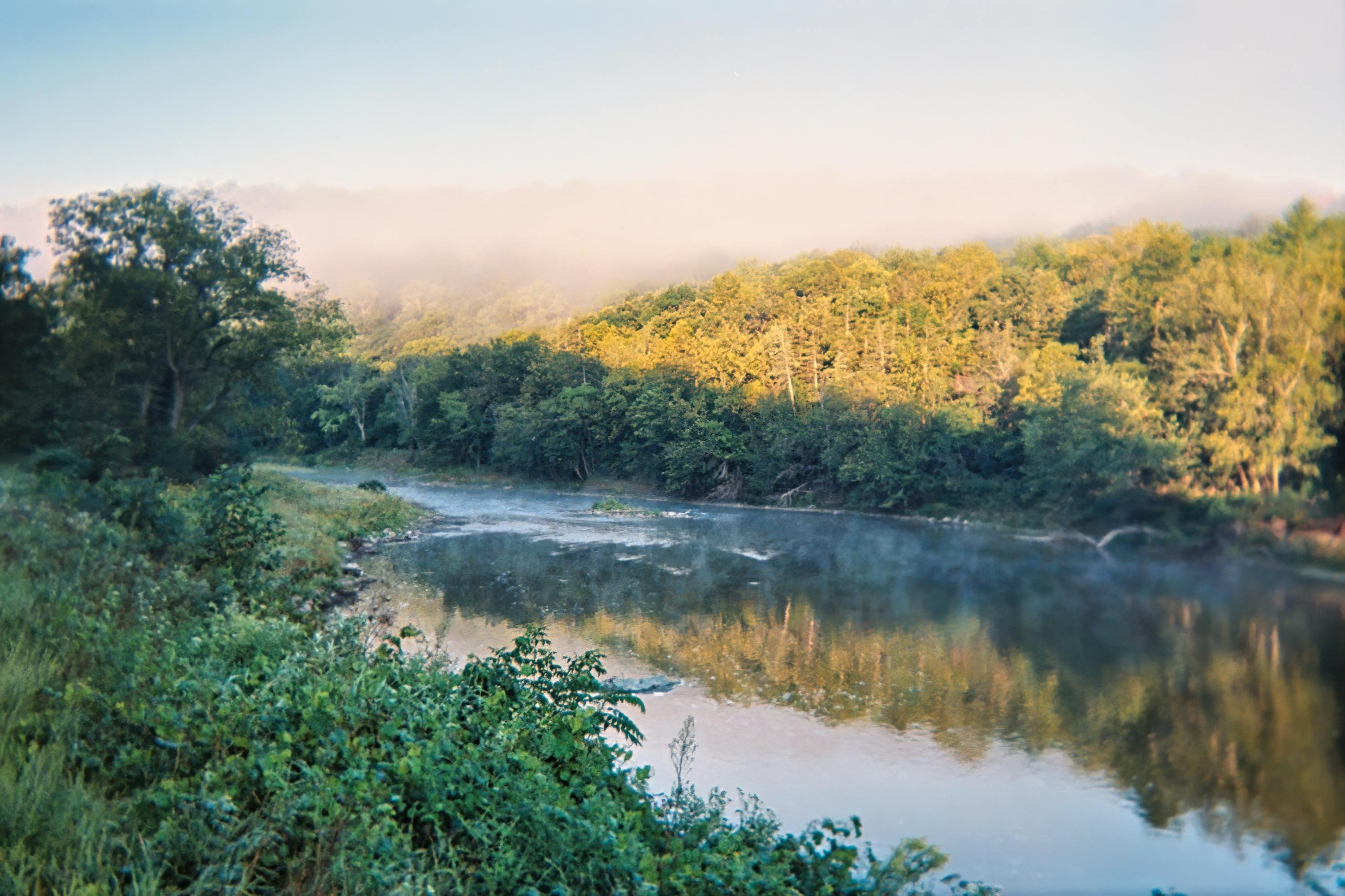 Green Trees Beside the River · Free Stock Photo