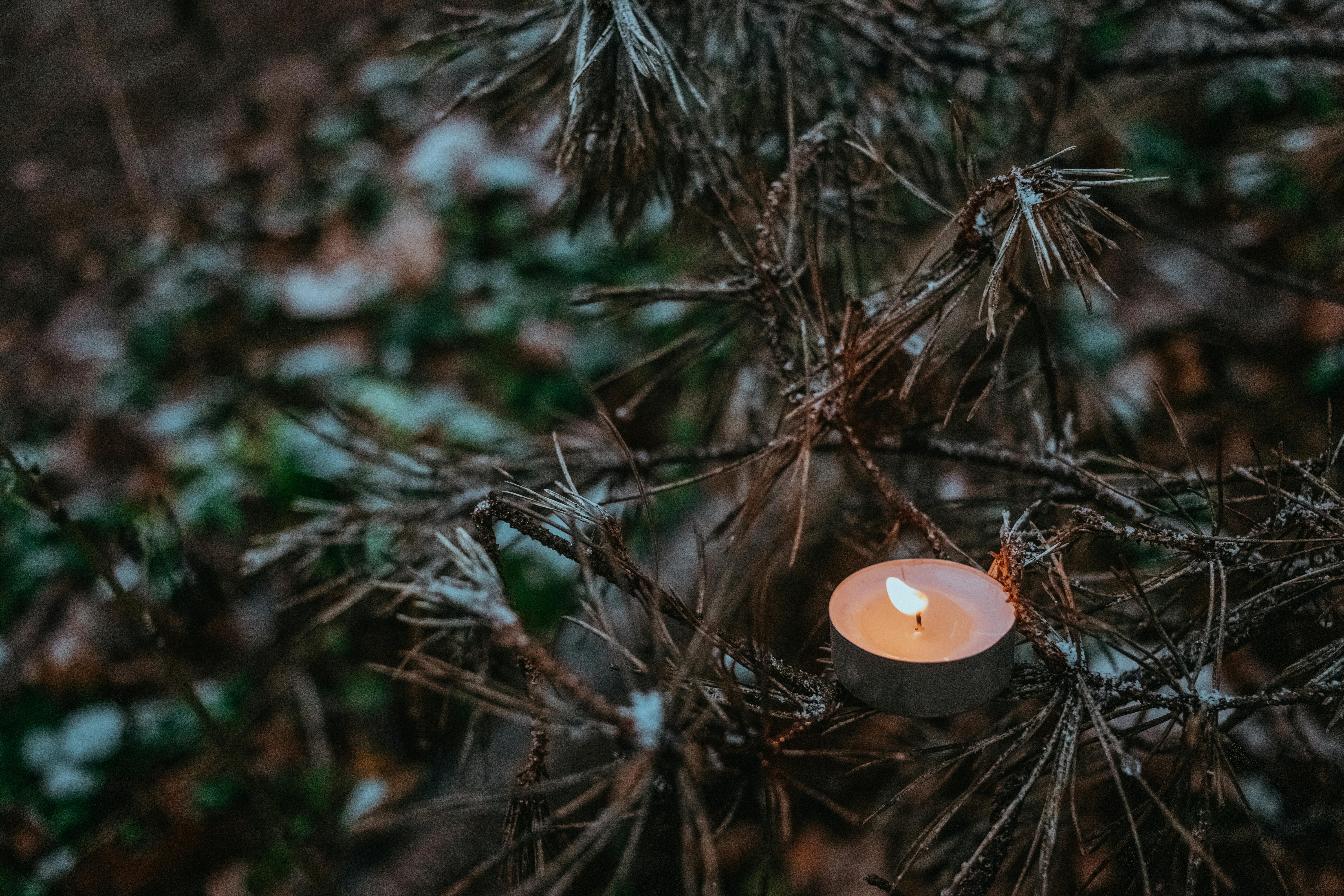 A Candle on the Tree Branches · Free Stock Photo