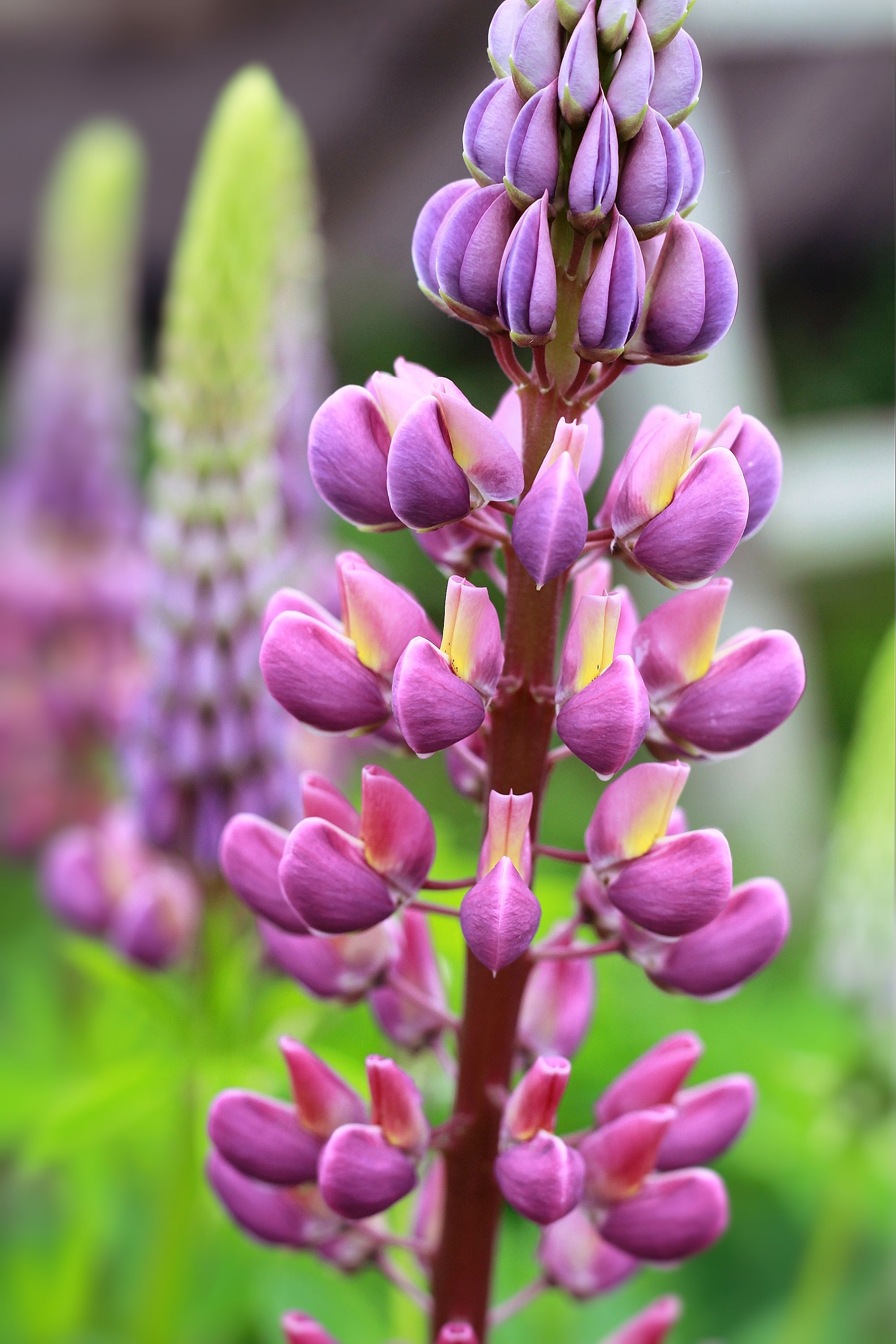 Purple Flower Buds in Close Up Photography · Free Stock Photo