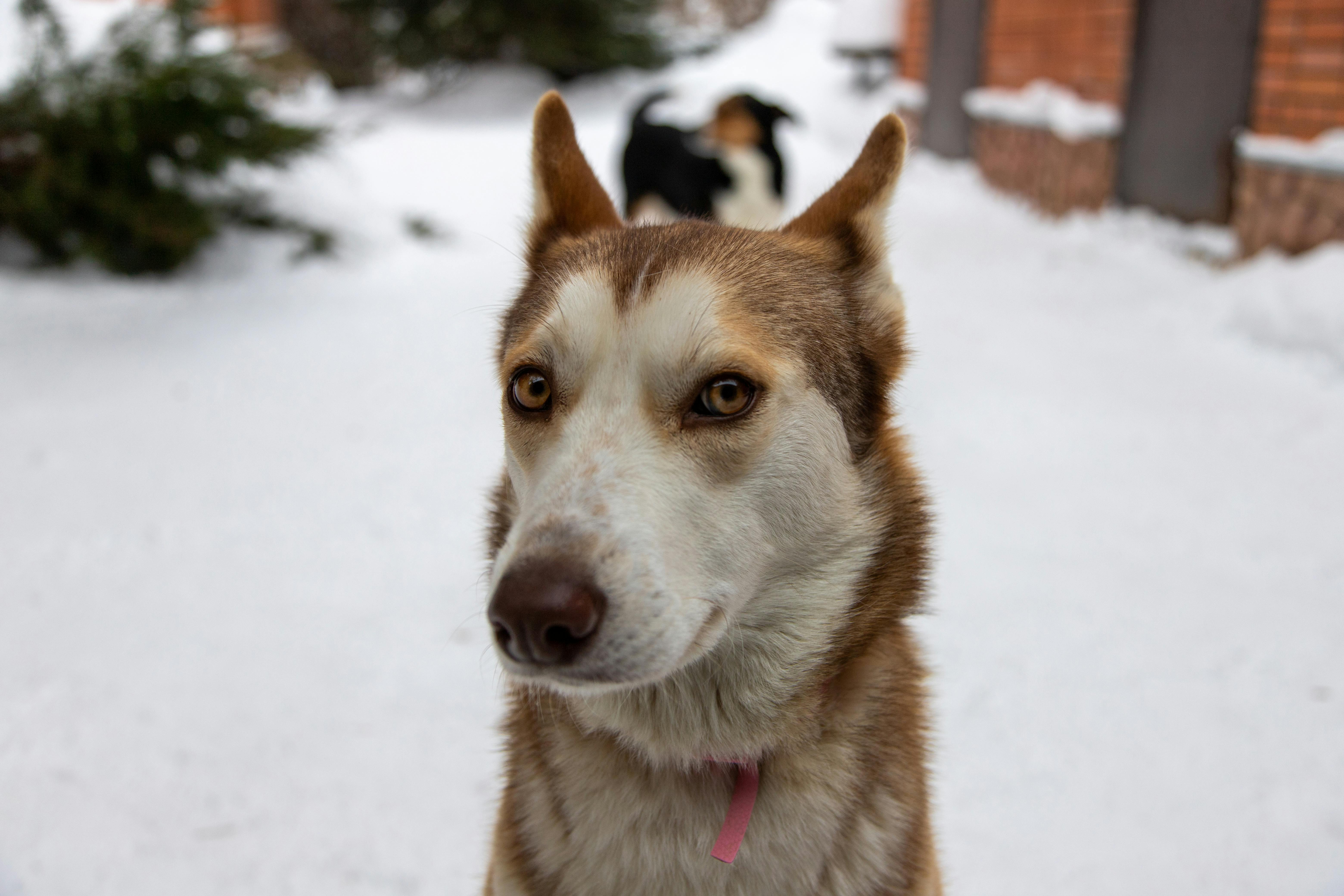 Close-up Photo of a Siberian Husky · Free Stock Photo