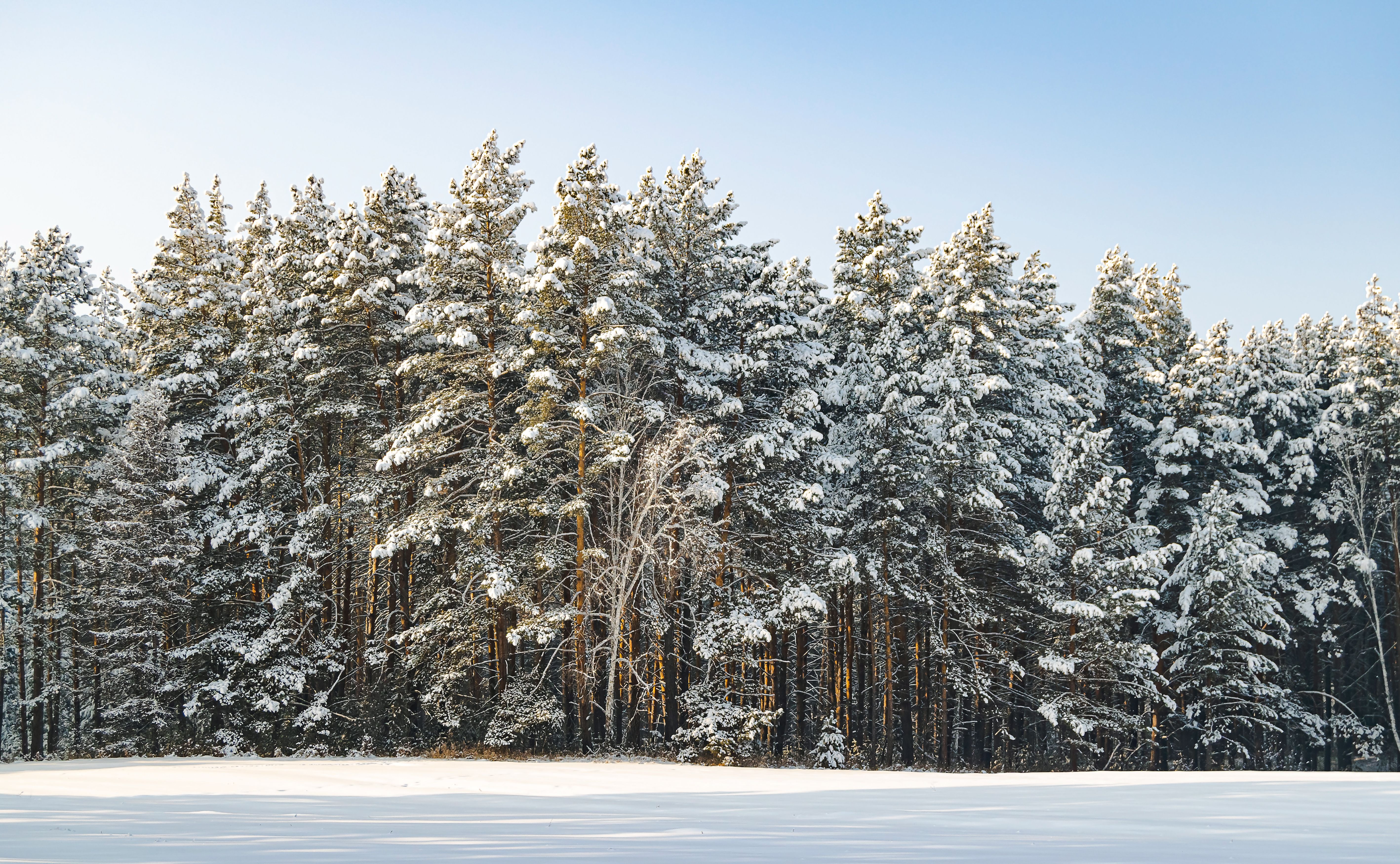 Photo of Trees with Snow · Free Stock Photo