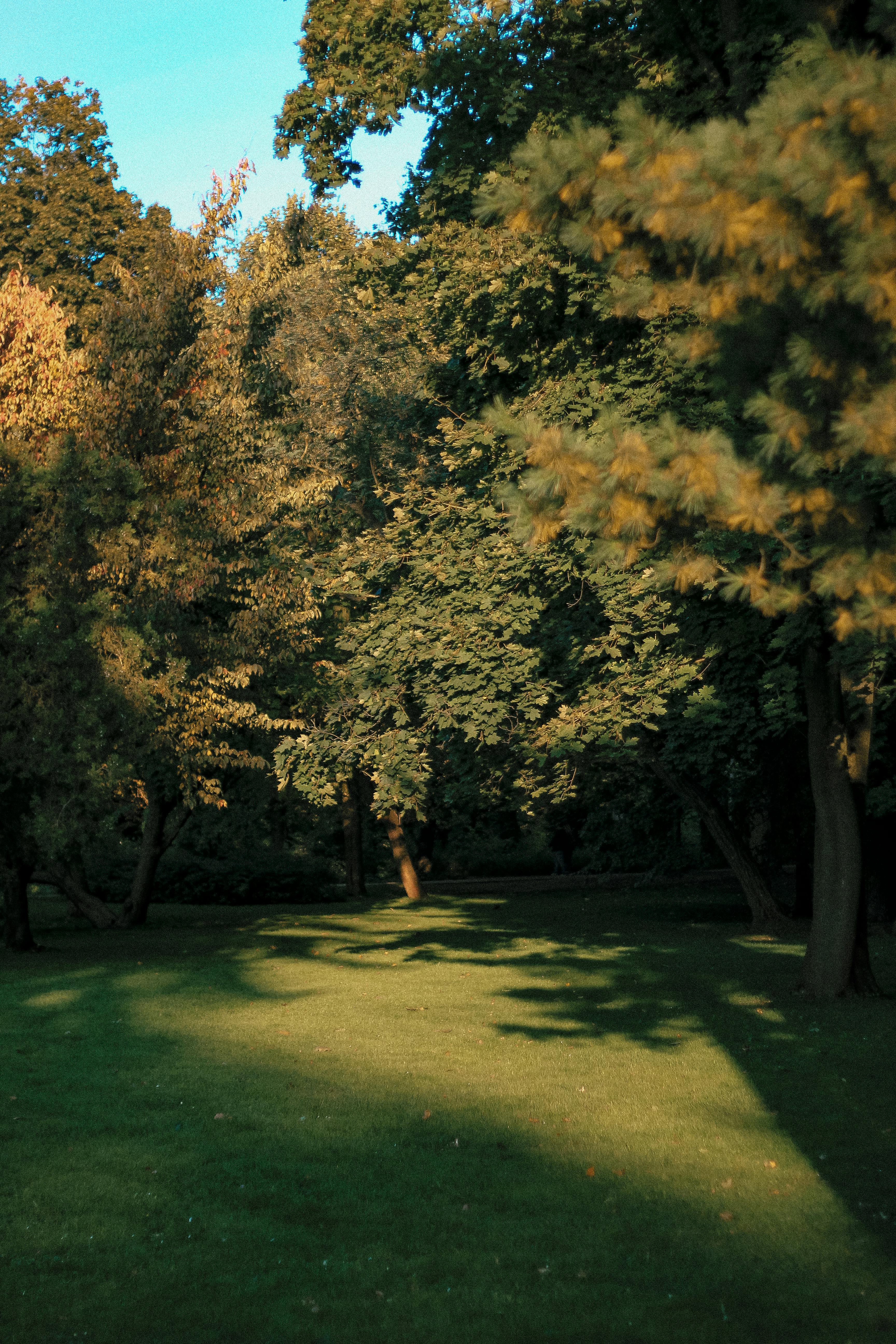 Green Grass Field Surrounded With Trees · Free Stock Photo