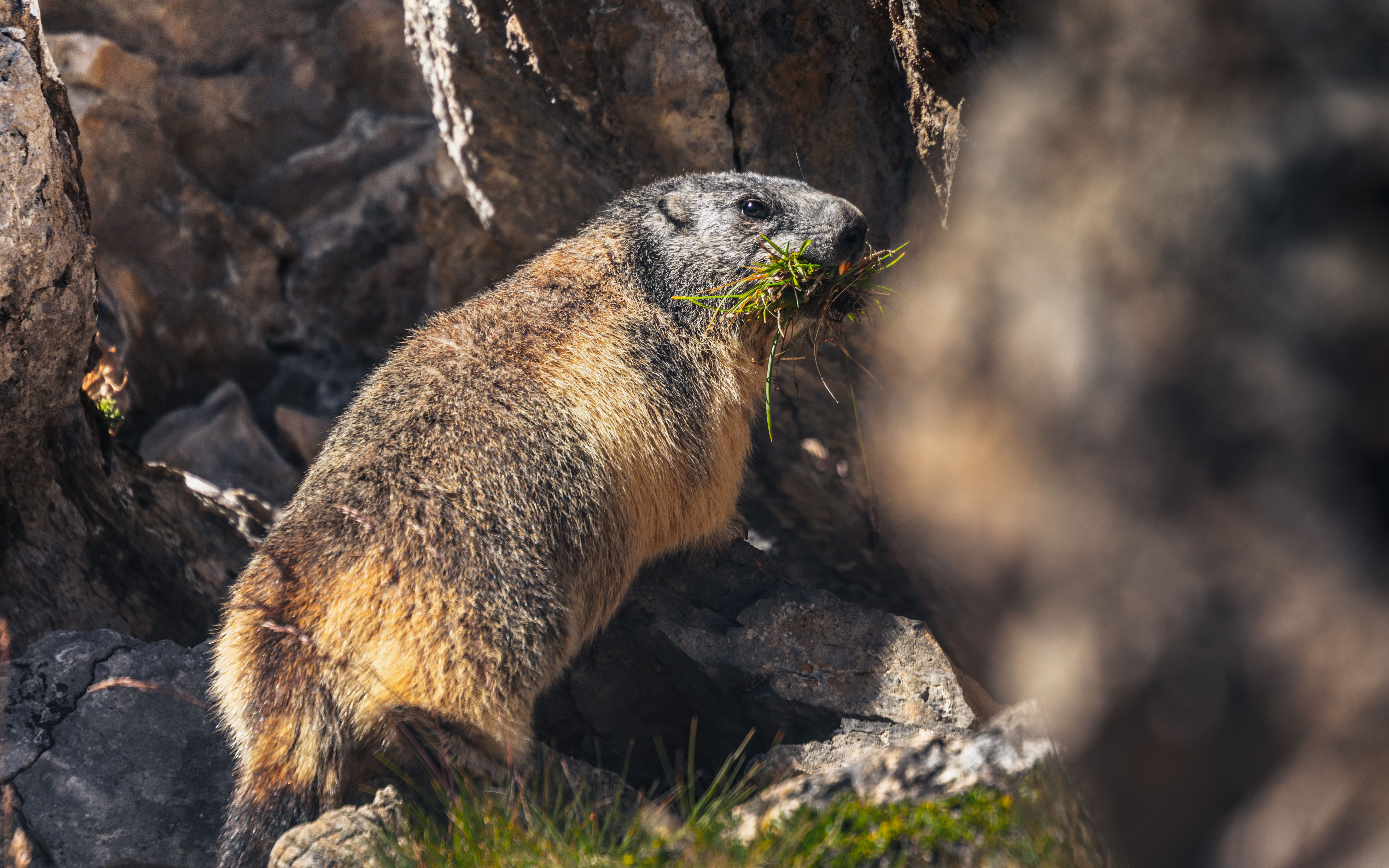 Marmot Feeding Photos, Download The BEST Free Marmot Feeding Stock ...