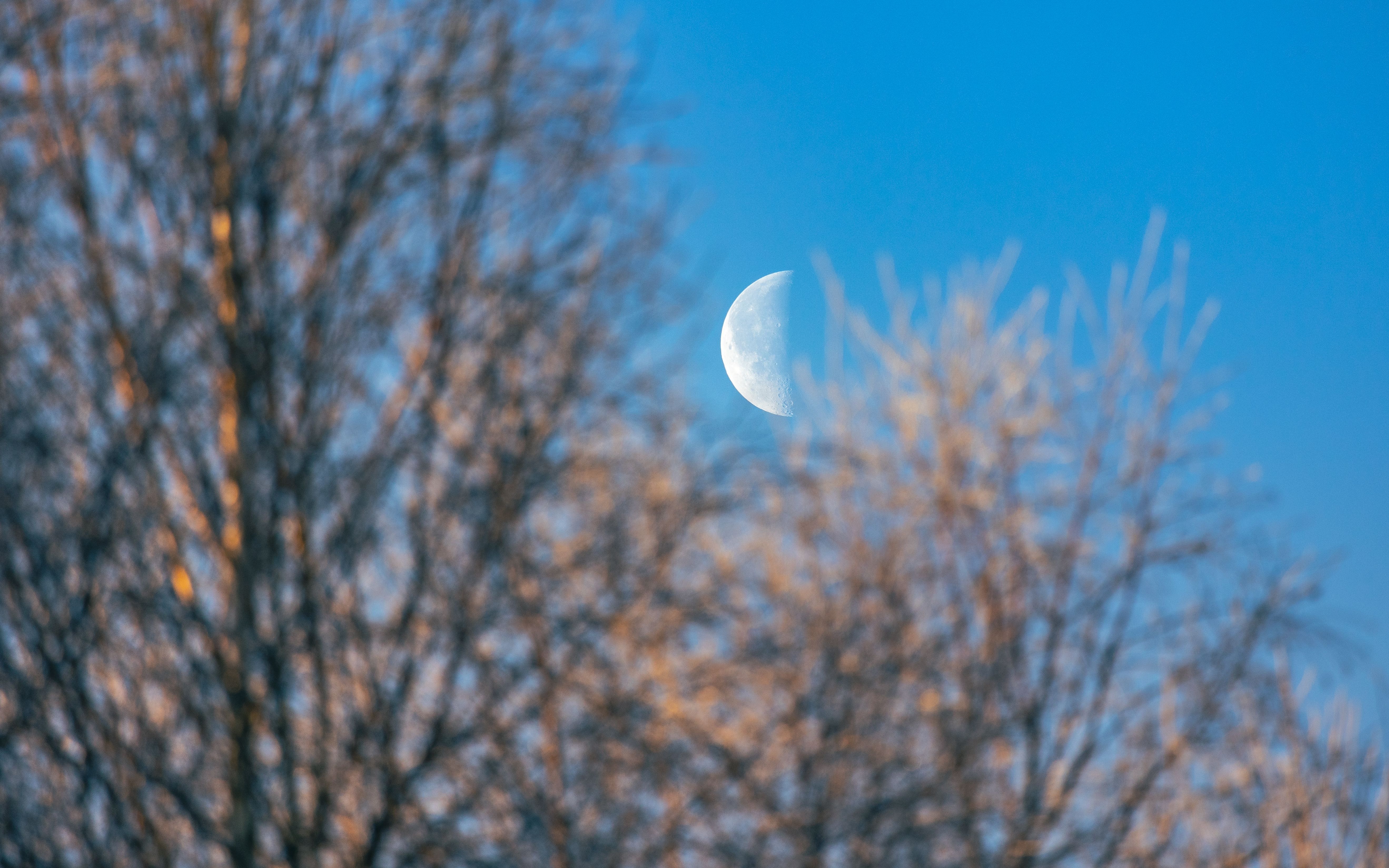 Half Moon ver Brown Trees · Free Stock Photo
