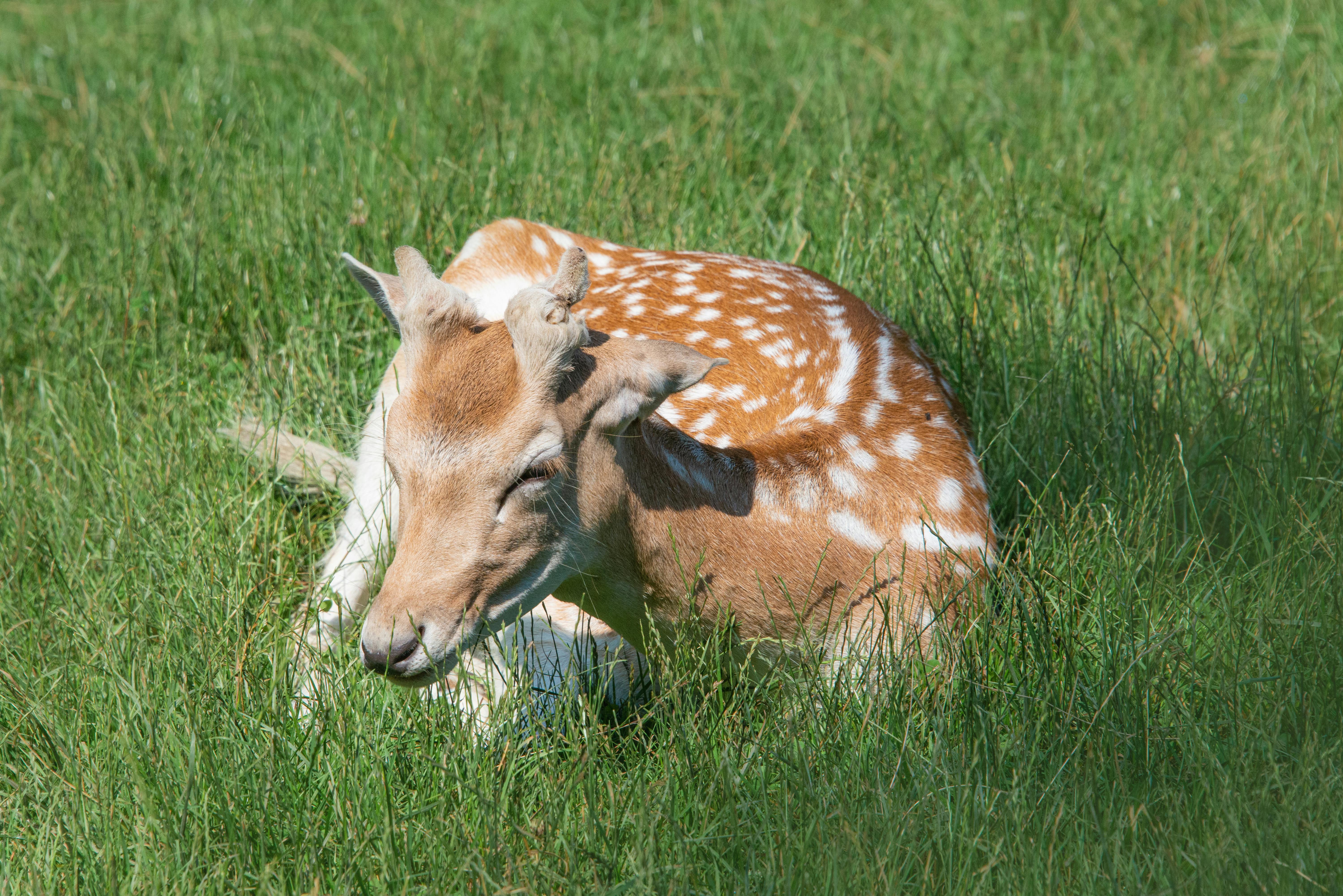 A Fawn on the Grass · Free Stock Photo