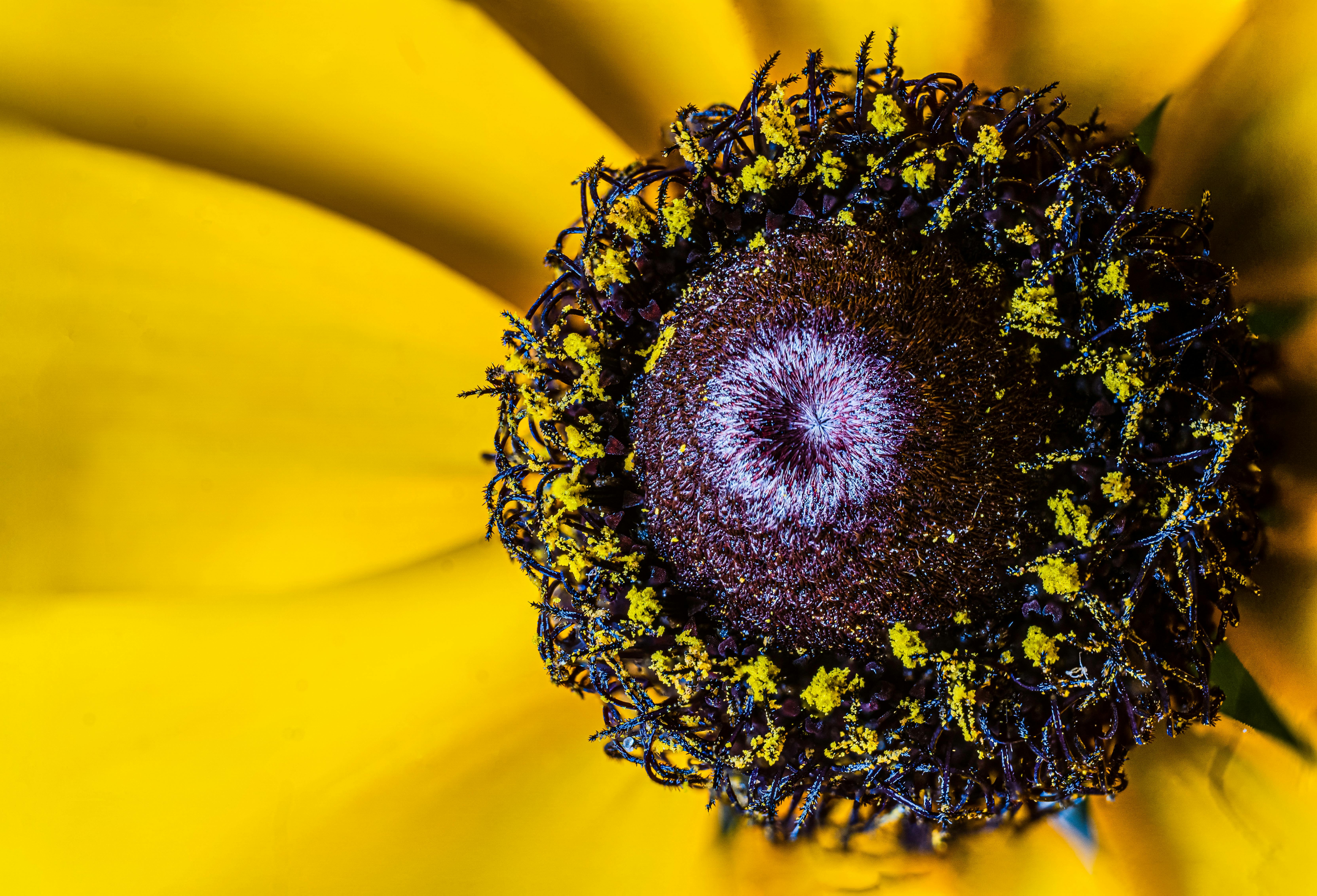 Close Up of Flower Center · Free Stock Photo