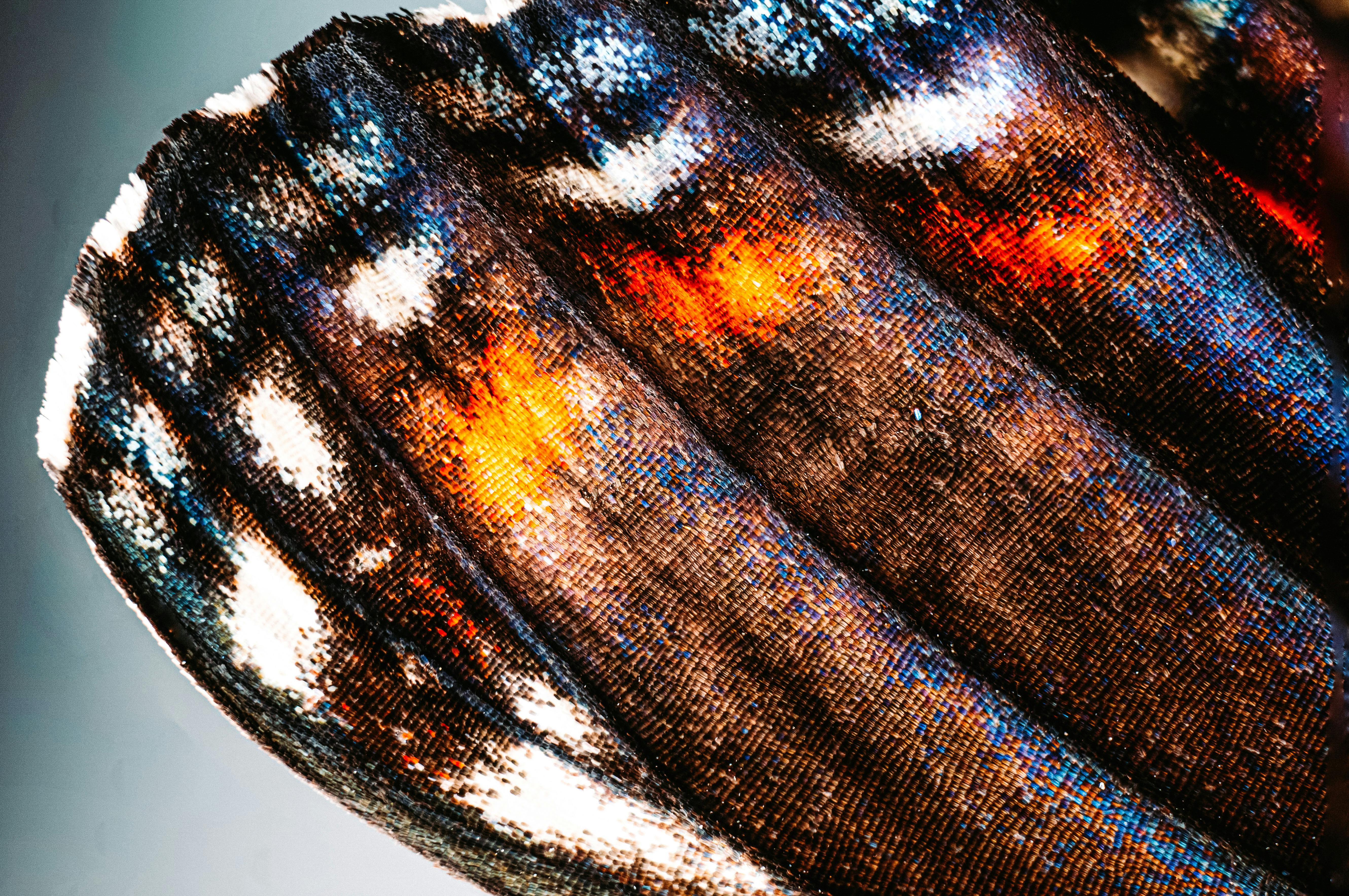 Close-up of Butterfly Wing · Free Stock Photo