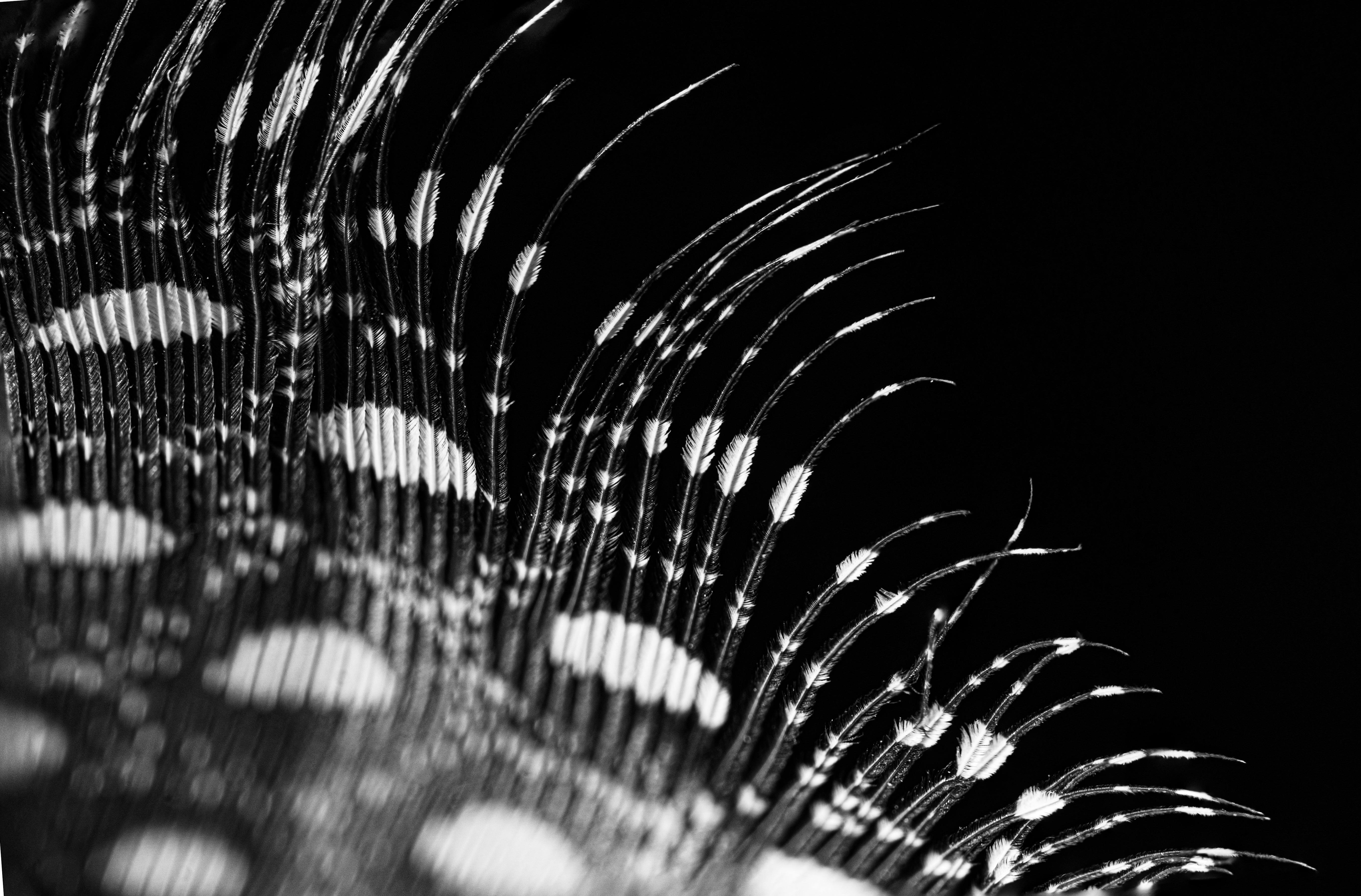 Thin Feathers in Black and White · Free Stock Photo