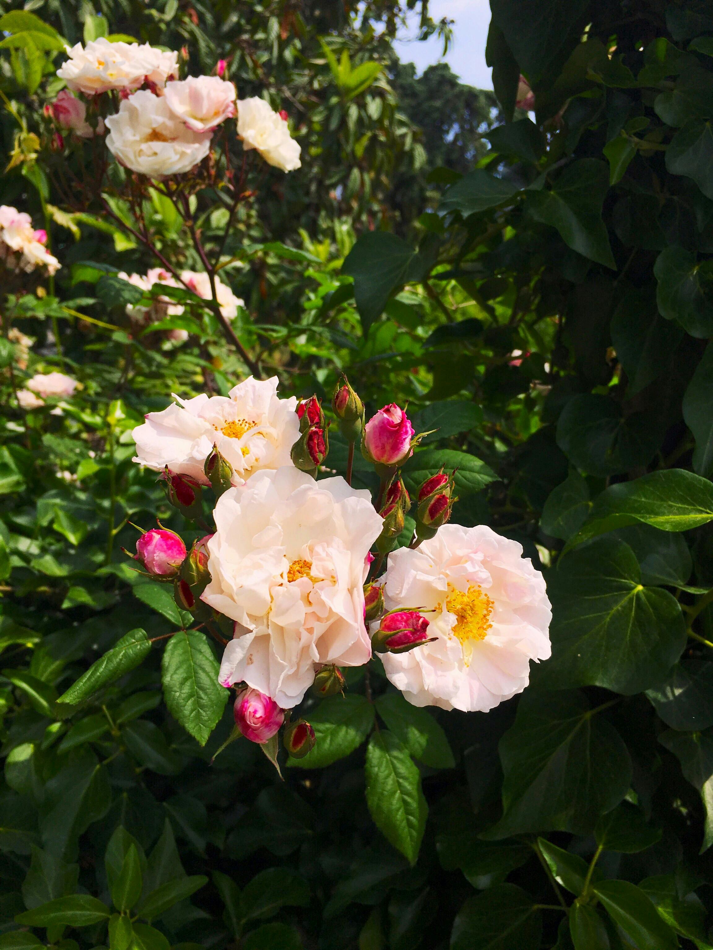 Rose Flower Growing in Garden at Night · Free Stock Photo
