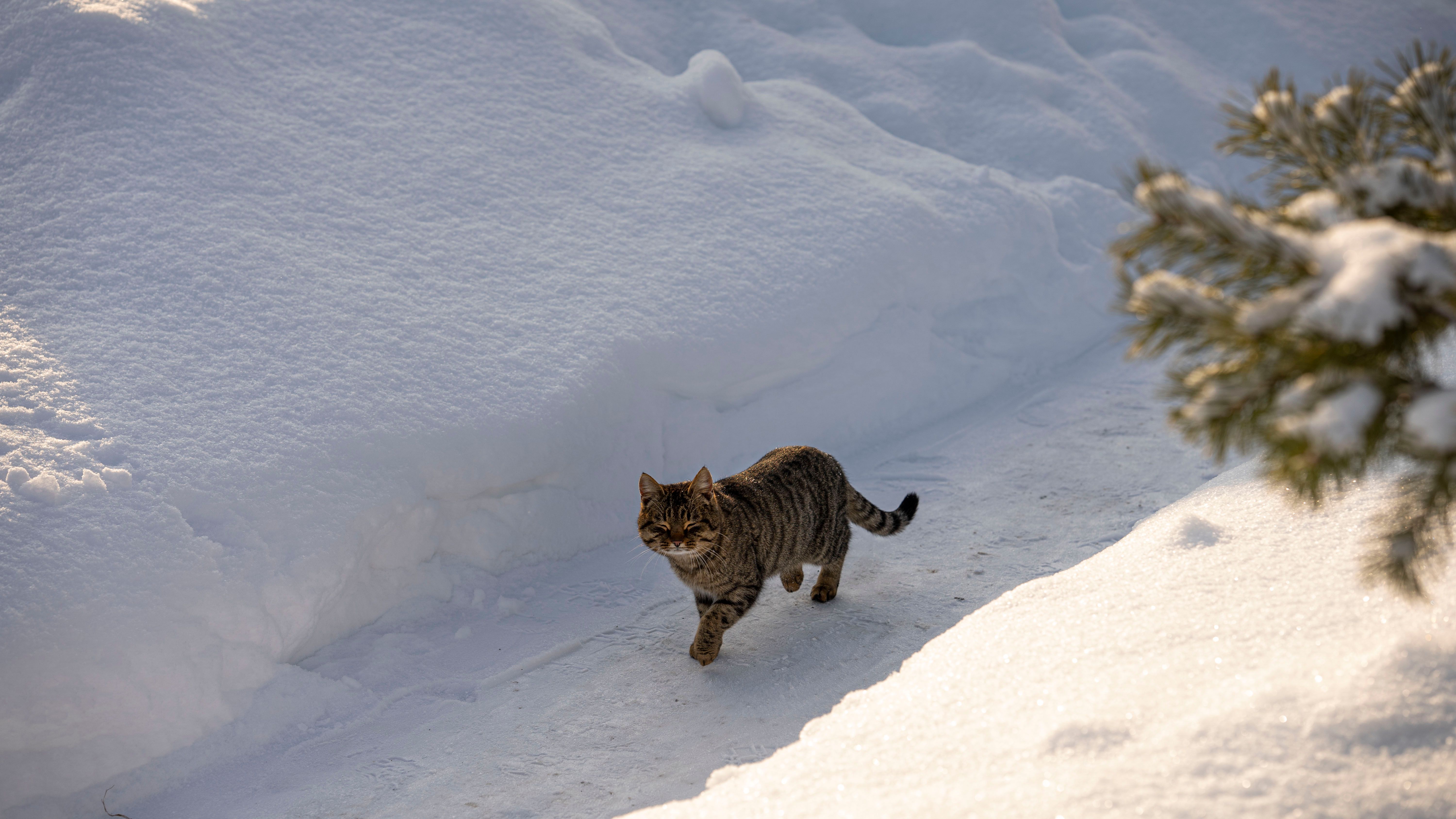 A Tabby Cat on the Snow · Free Stock Photo