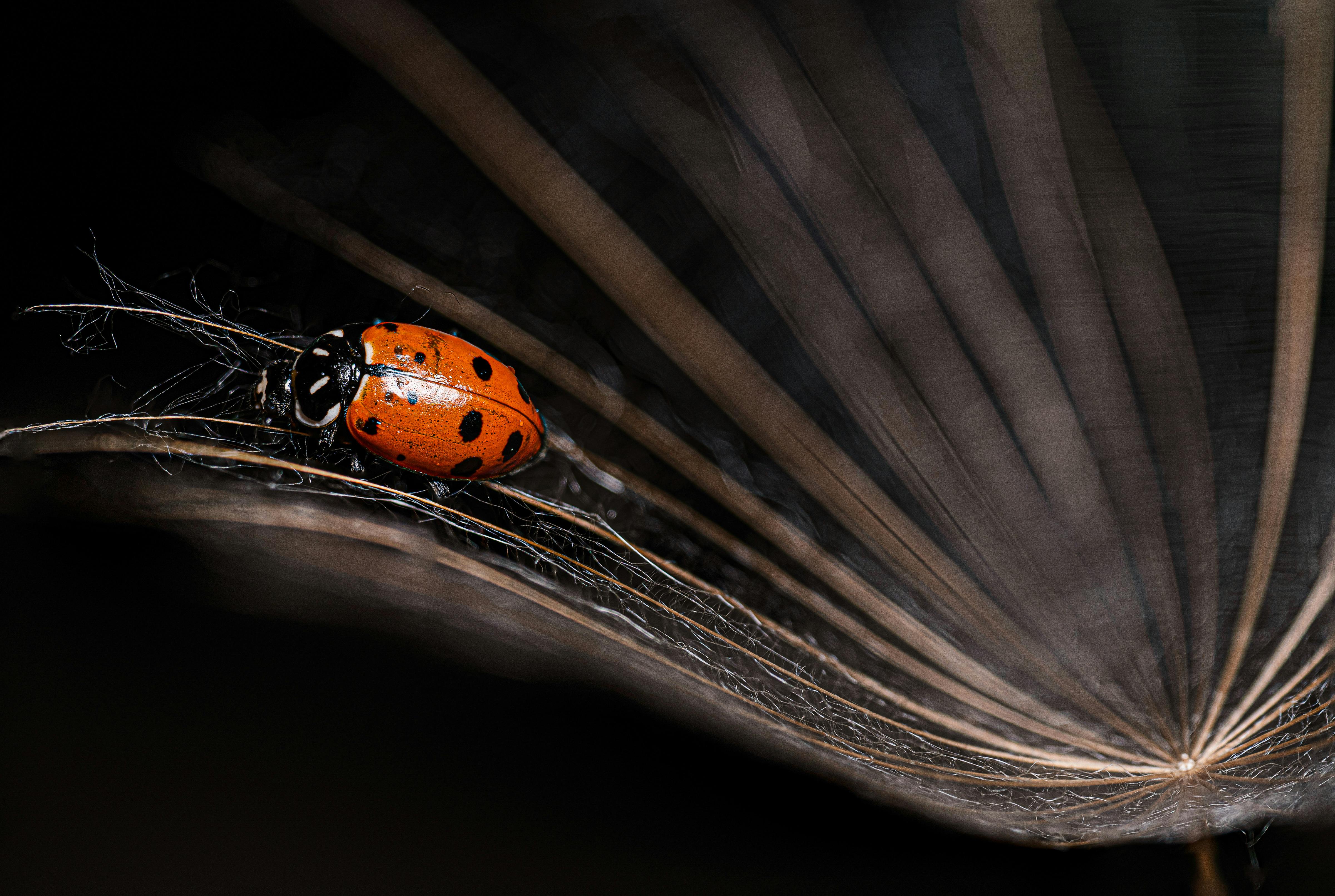 Lady Bug Photos, Download The BEST Free Lady Bug Stock Photos & HD Images