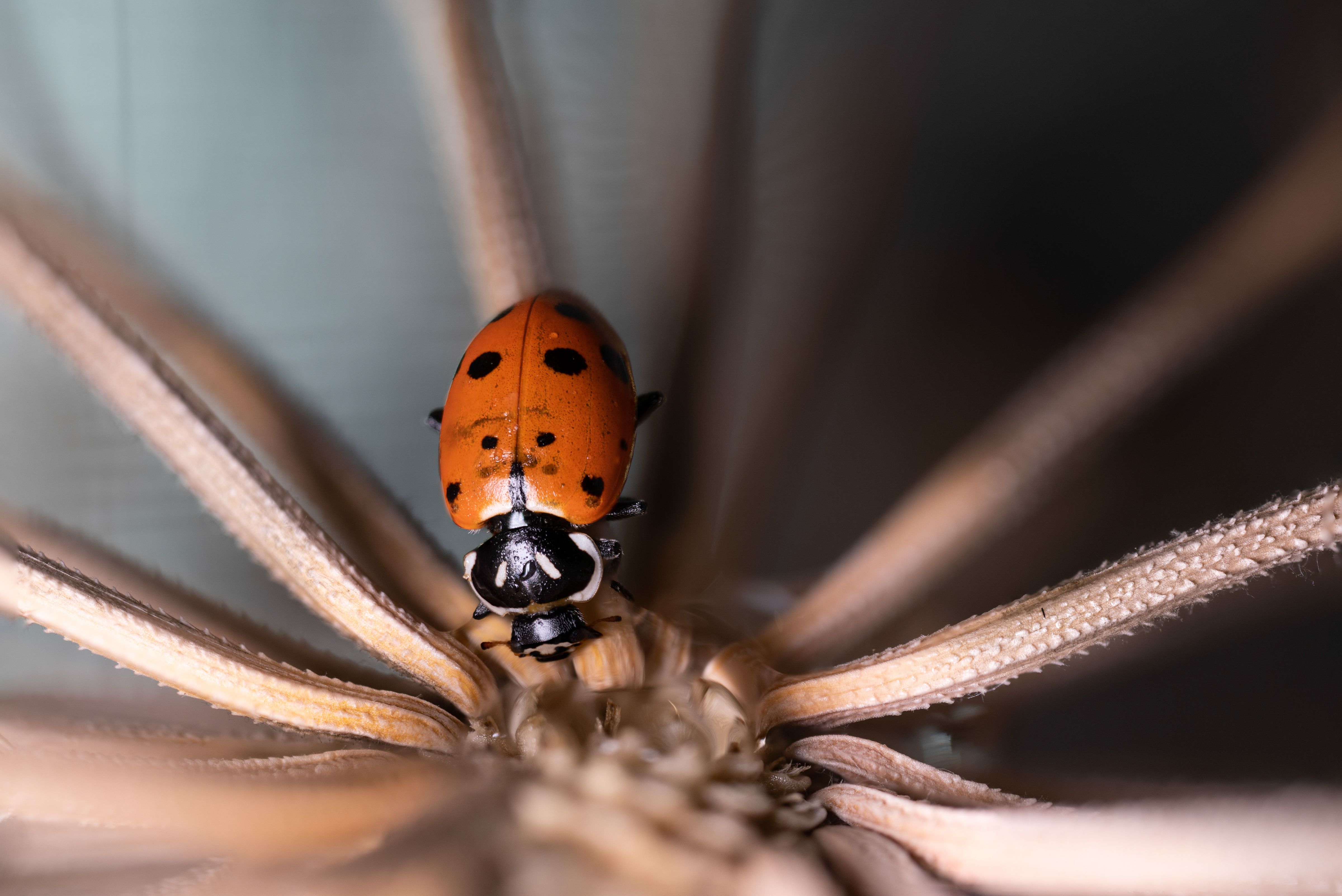 Orange Ladybug on Brown Leaf · Free Stock Photo