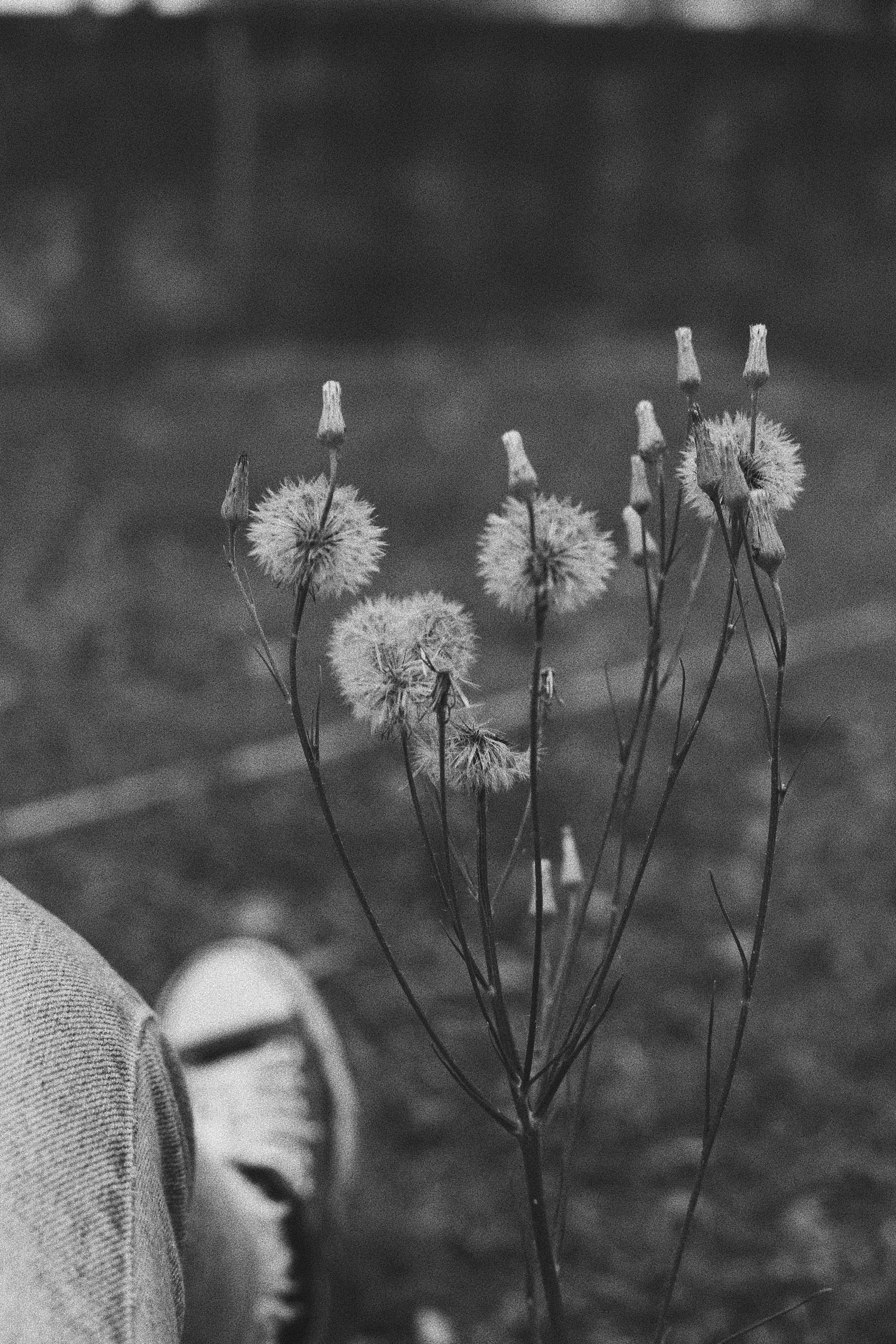 Grayscale Photo of Flowers · Free Stock Photo