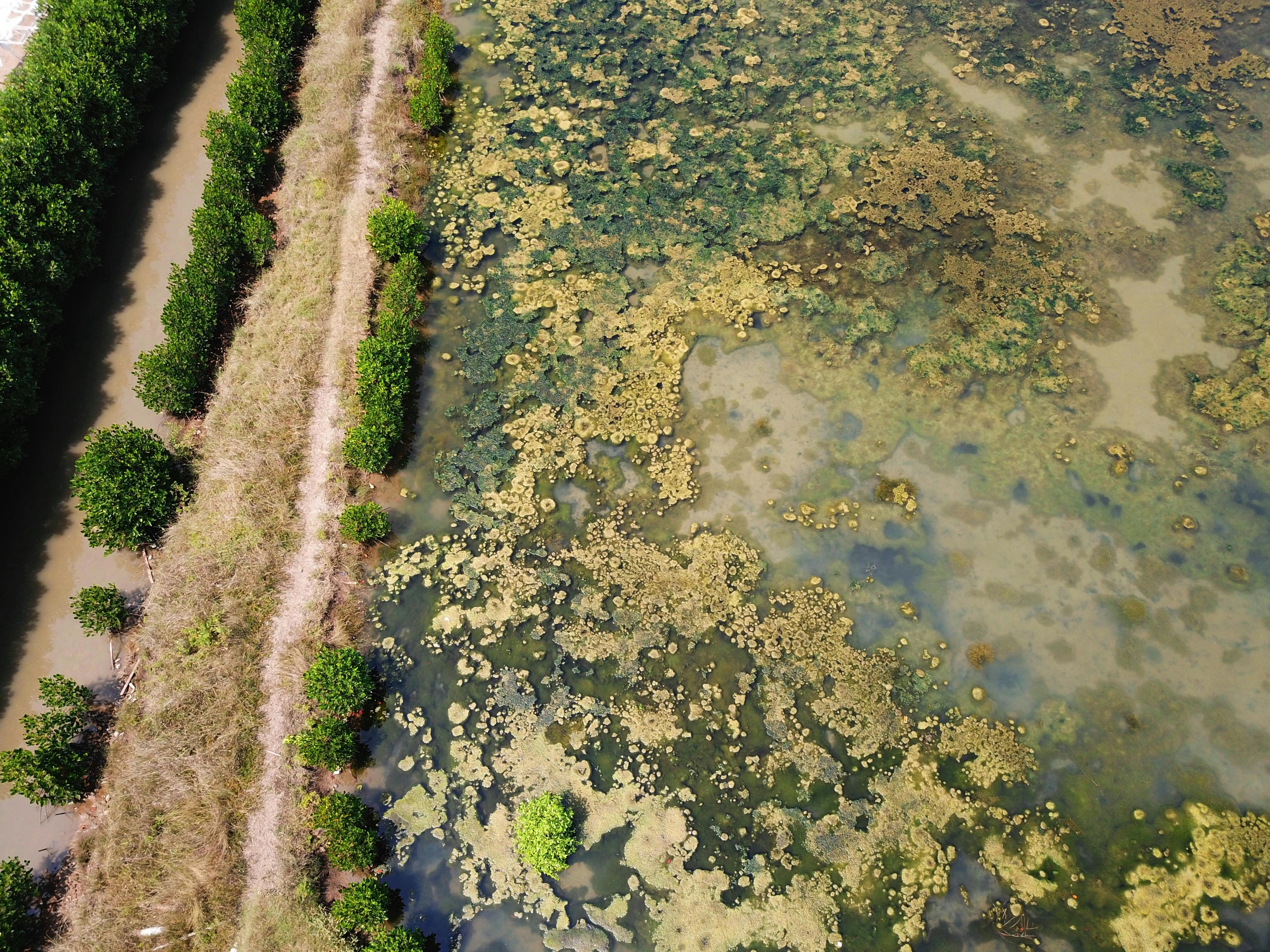 Free stock photo of aquaculture, brackish water, drone