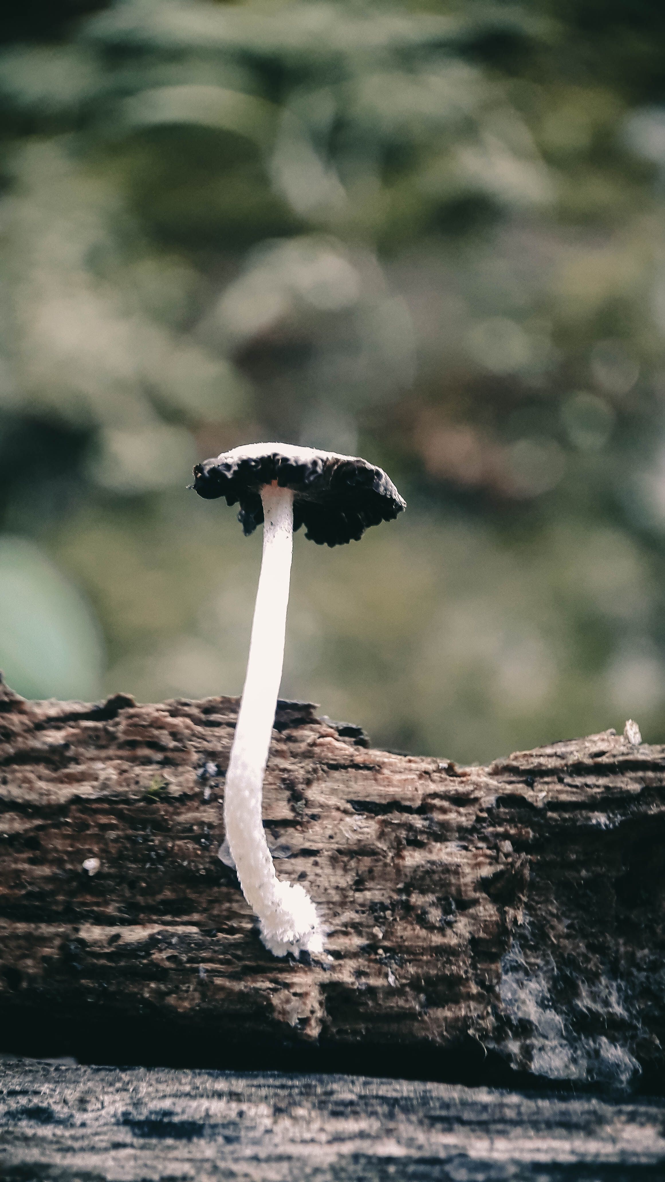 Gugum Gumilar - Photographie