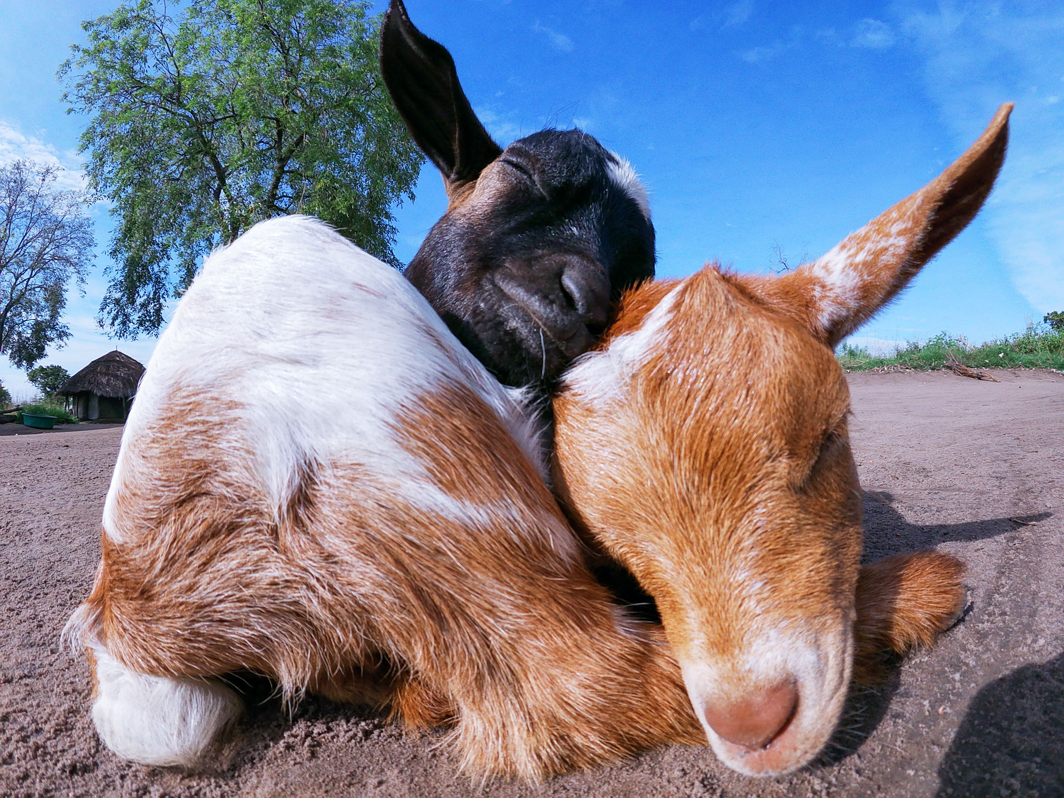 Sleeping Goat Photos, Download The BEST Free Sleeping Goat Stock Photos ...