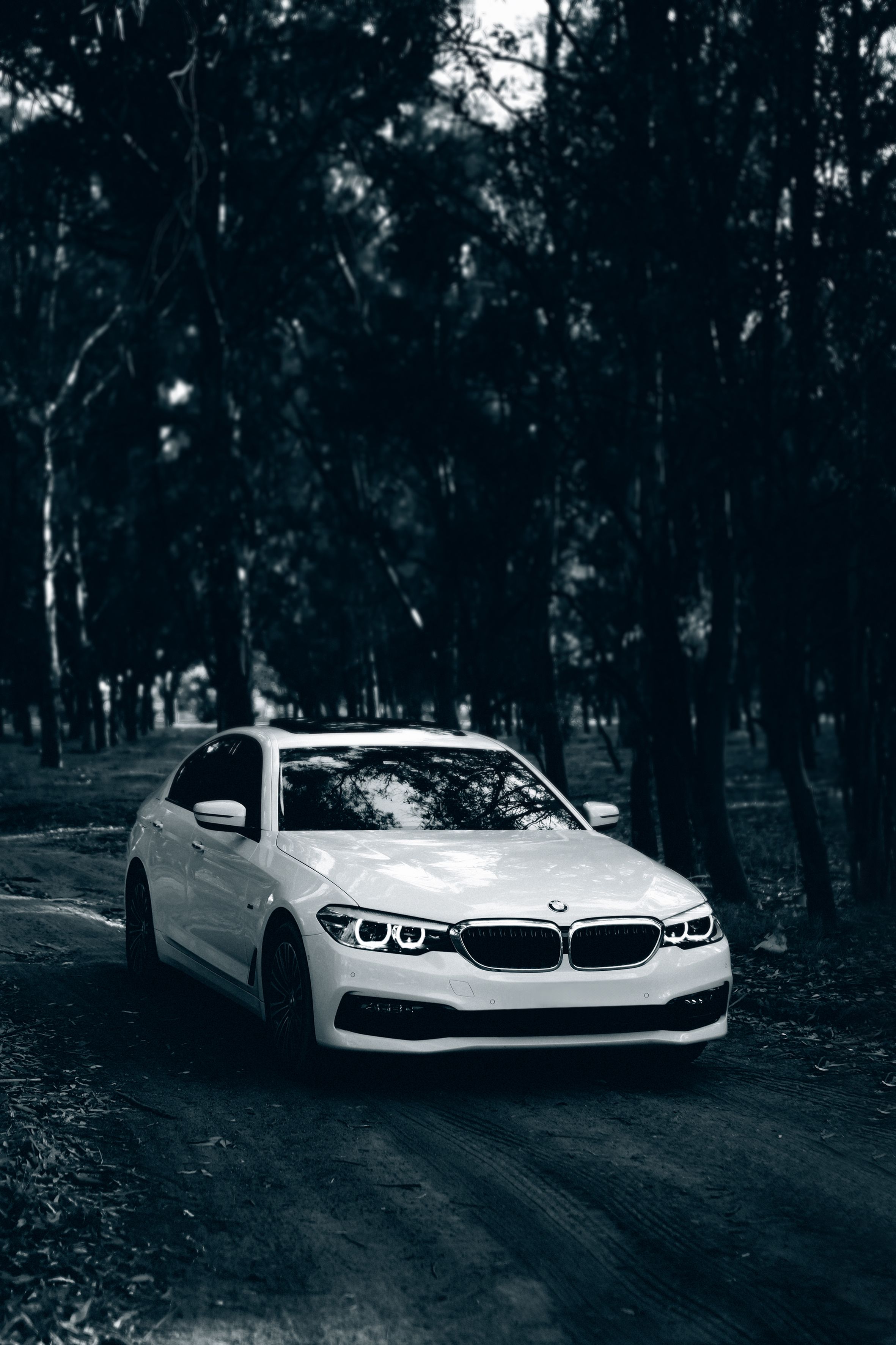 A White BMW Car Passing Through the Woods · Free Stock Photo
