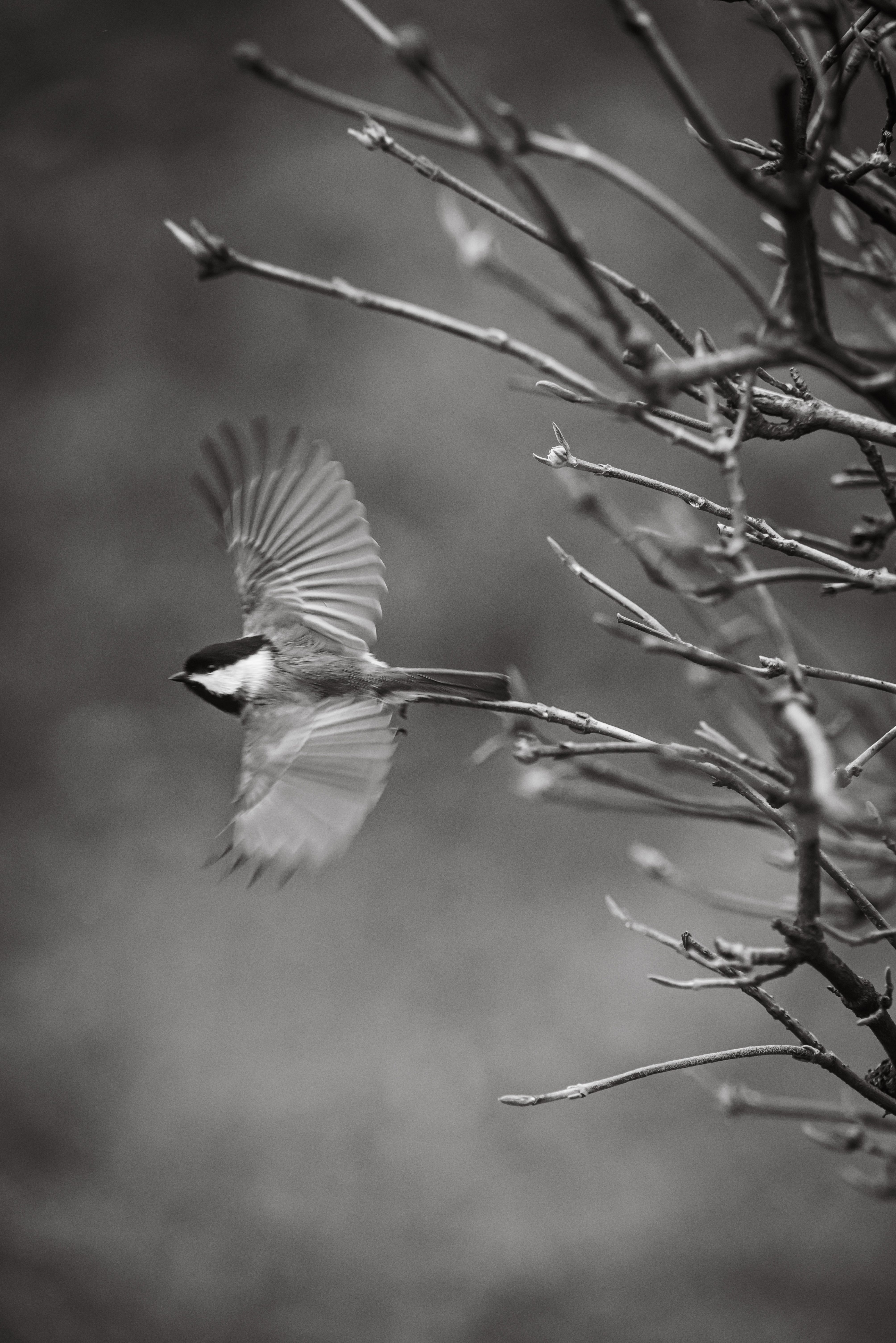 Grayscale Photo of a Flying Bird · Free Stock Photo