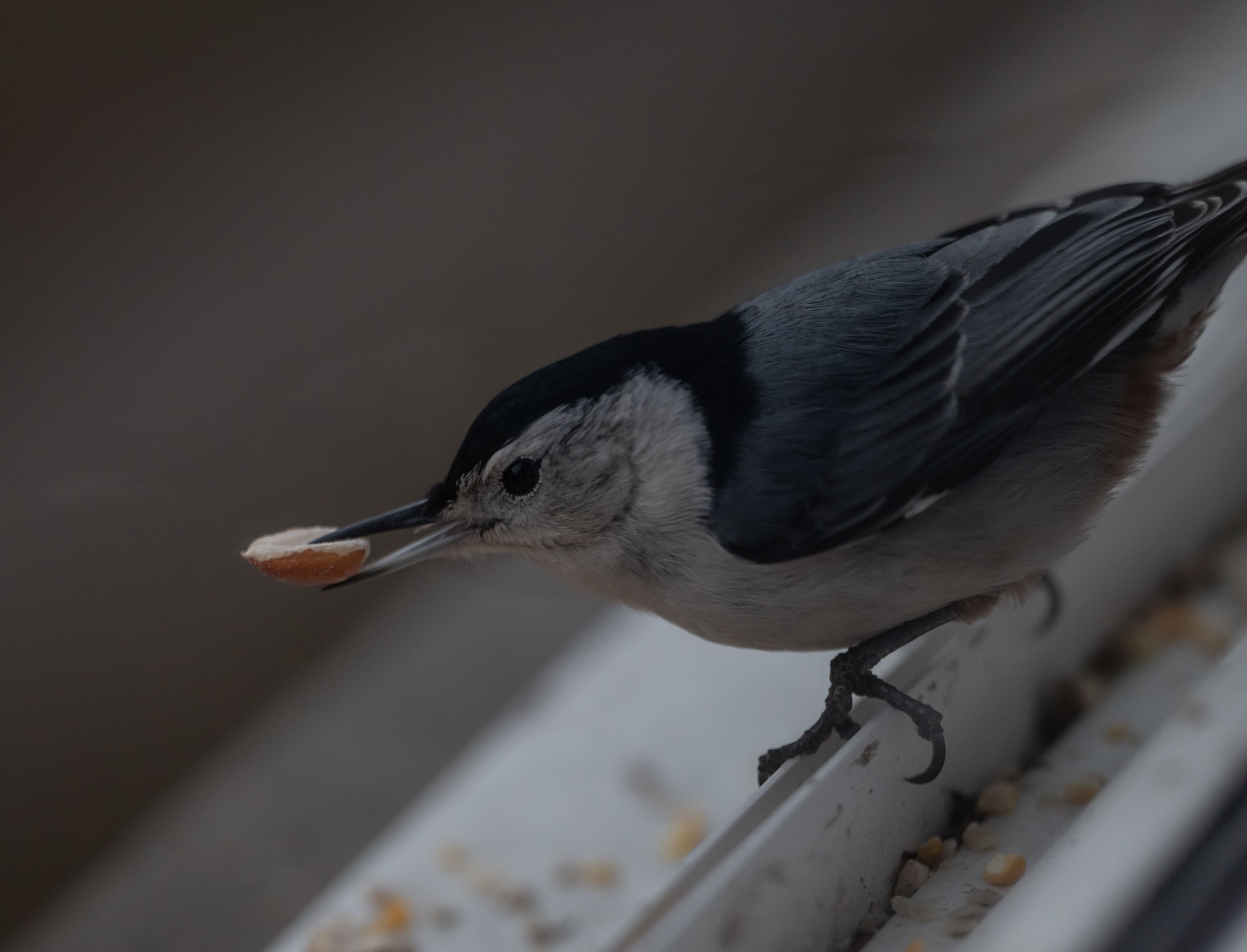 Close up of White-breasted Nuthatch · Free Stock Photo