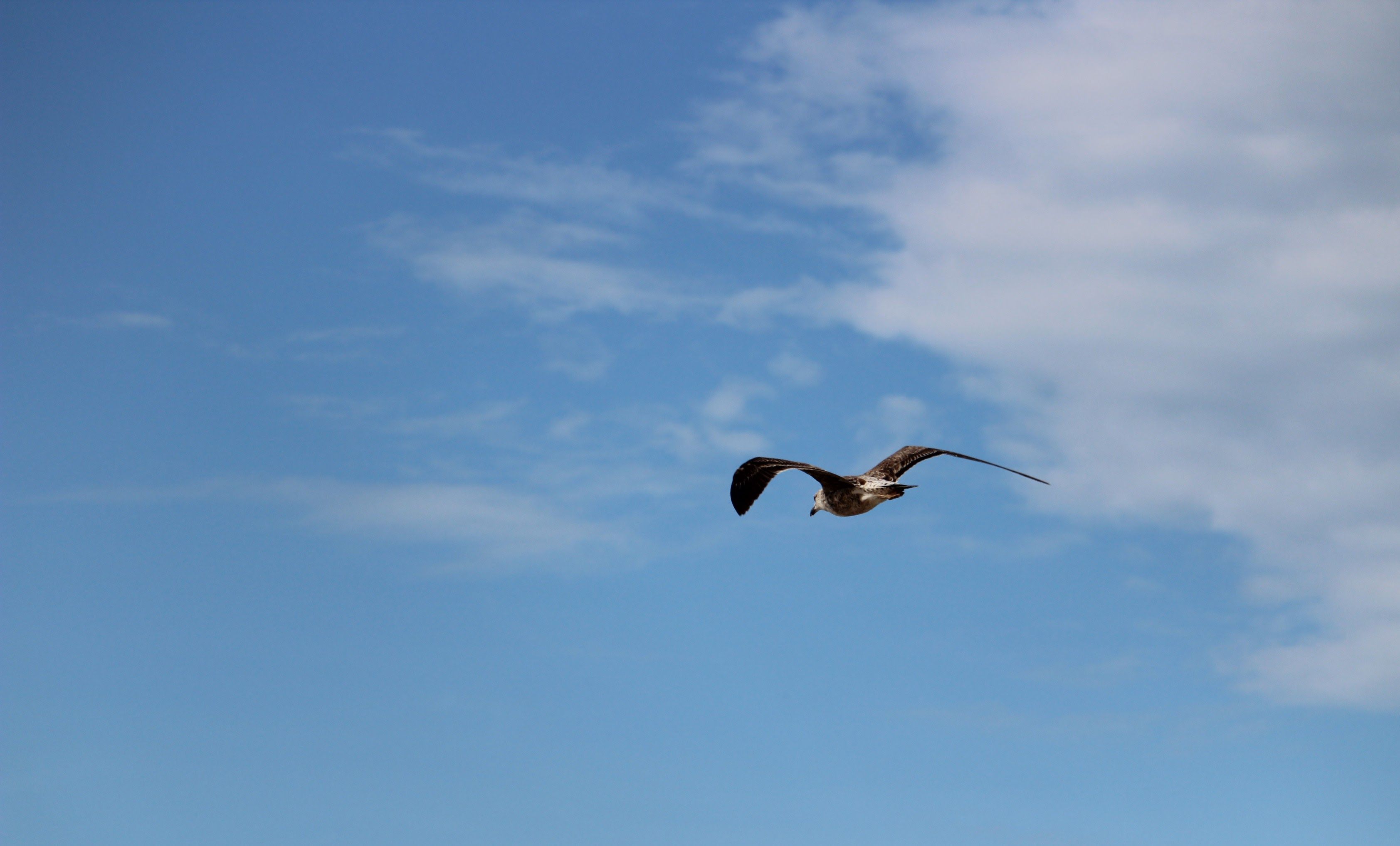 A Bird Flying Under Blue Sky · Free Stock Photo