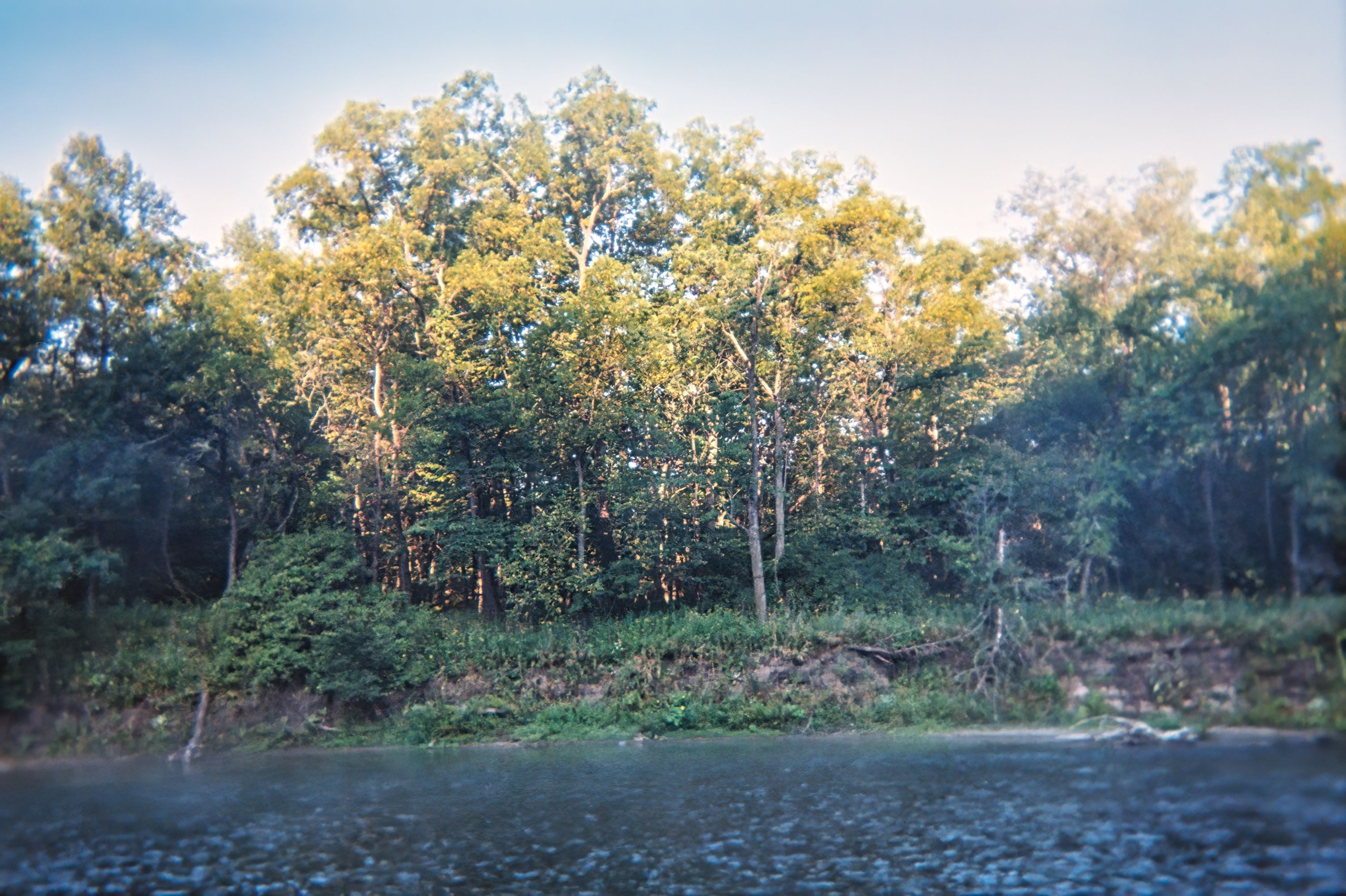 Green Trees Beside the River · Free Stock Photo