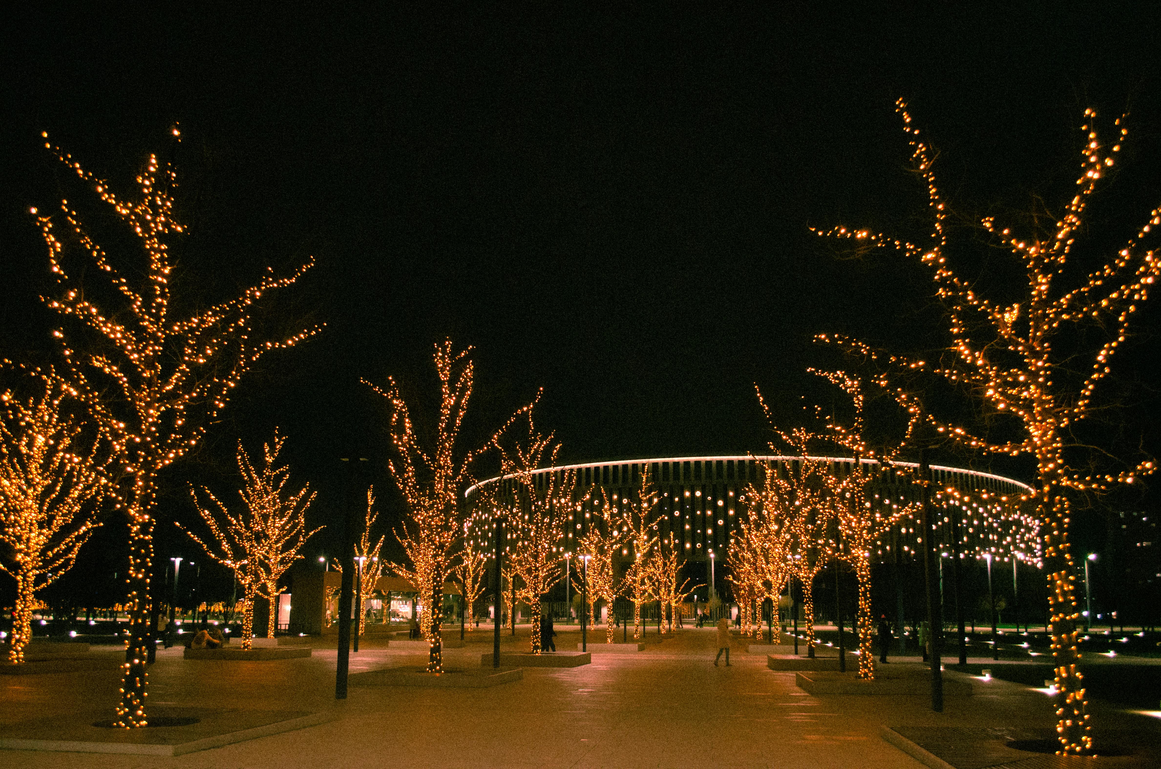 Lighted Trees on Park during Night Time · Free Stock Photo