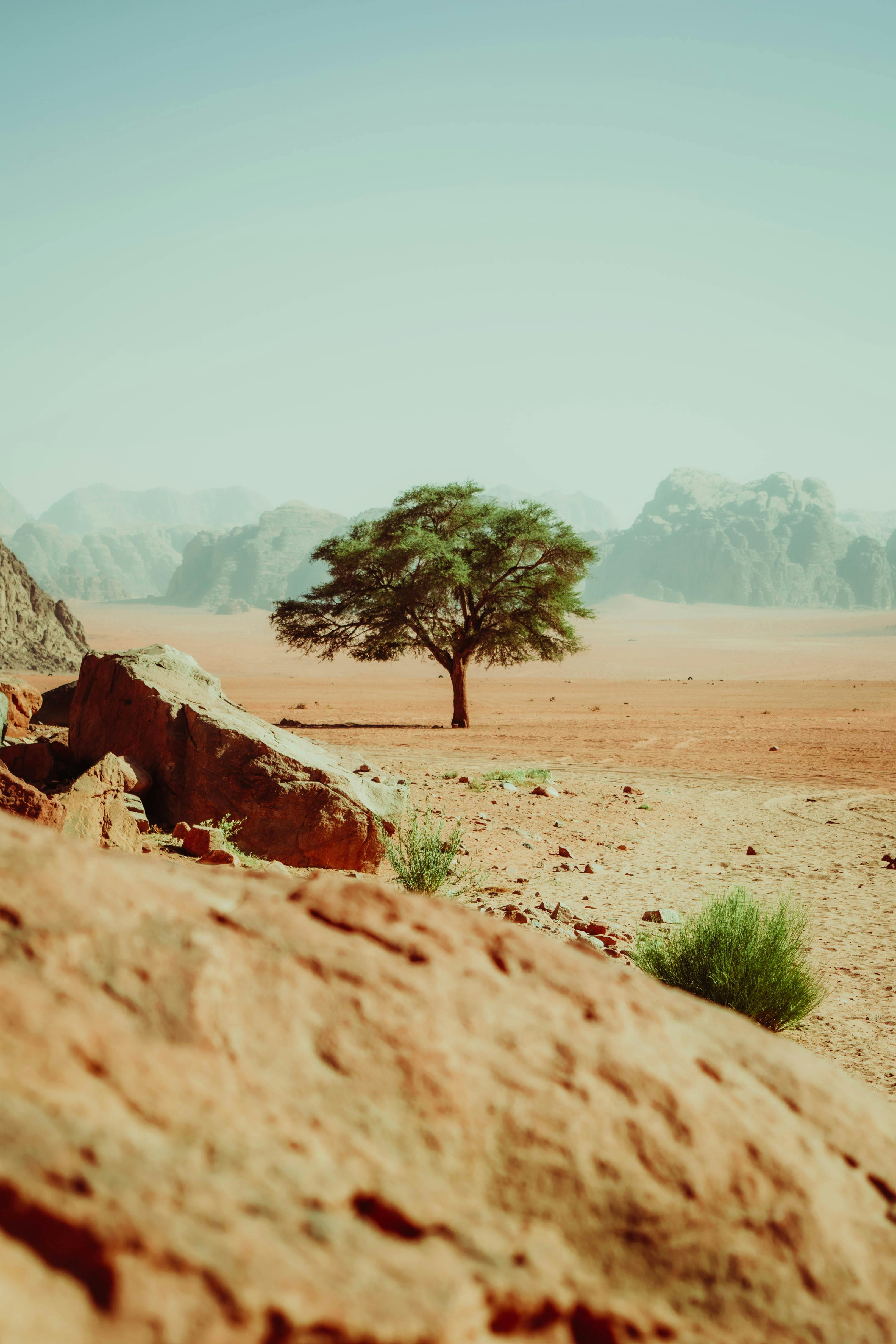 Tree on Desert · Free Stock Photo
