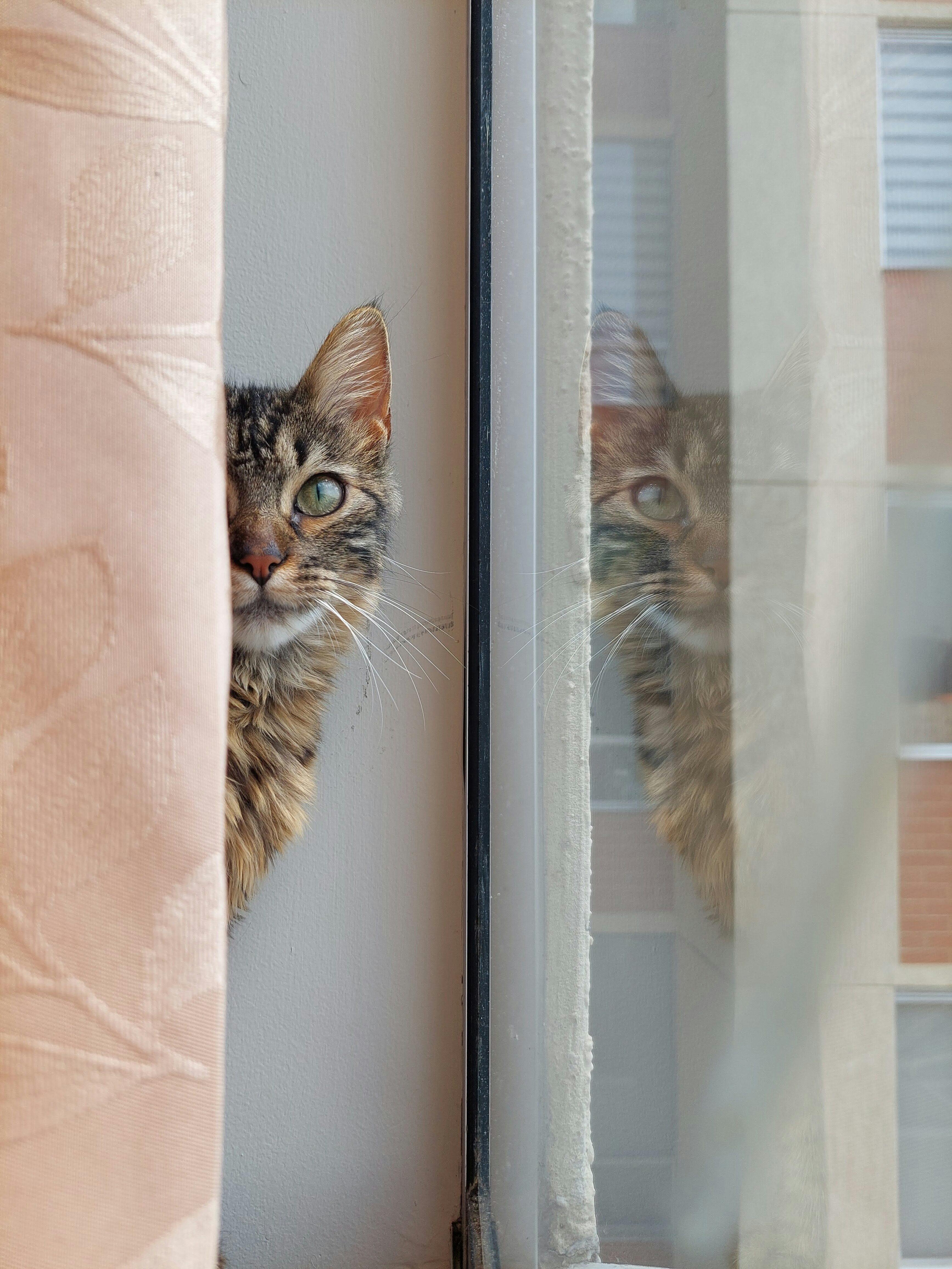 Brown Tabby Cat Beside a Window · Free Stock Photo