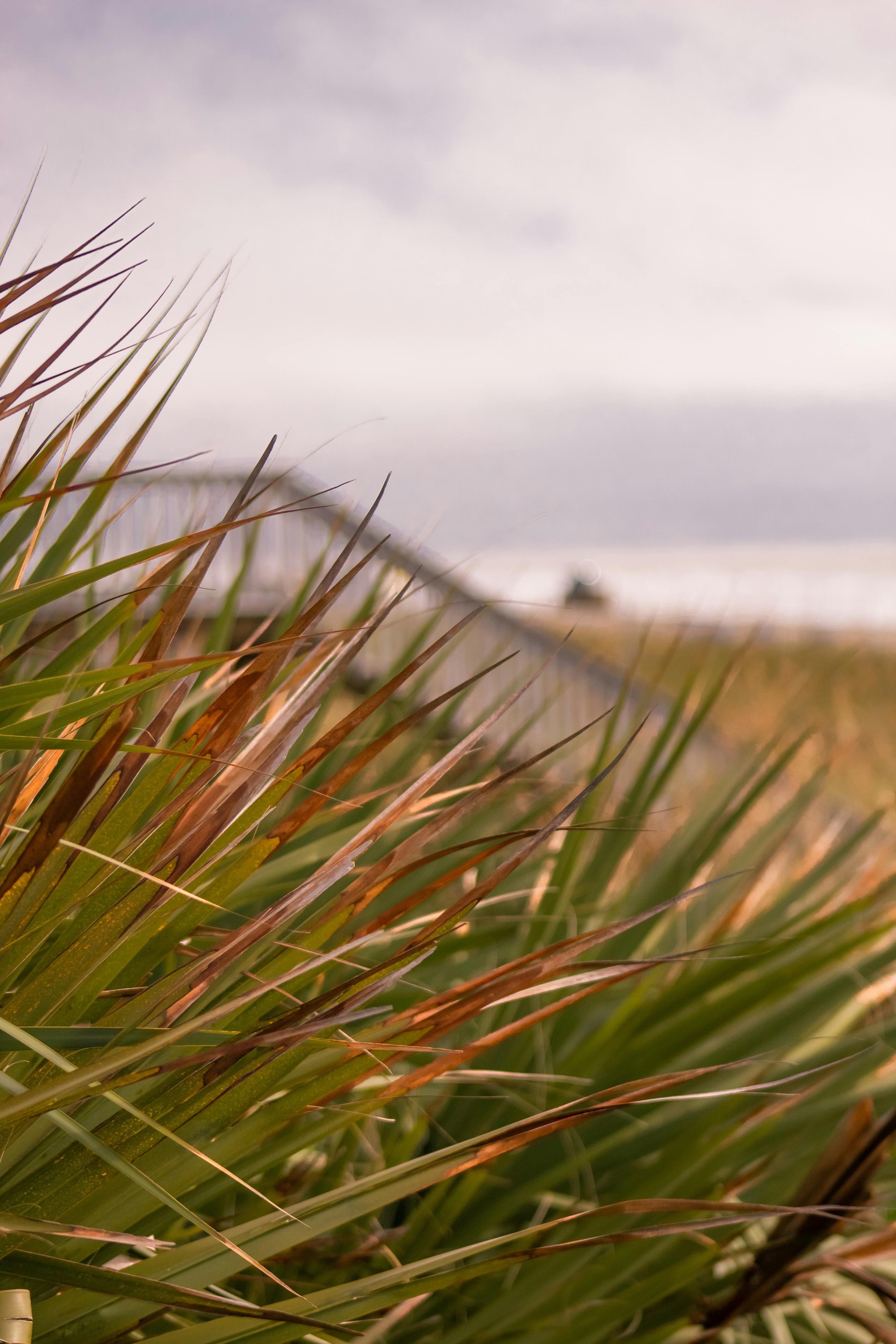 Green Grass in Close-up Photography · Free Stock Photo