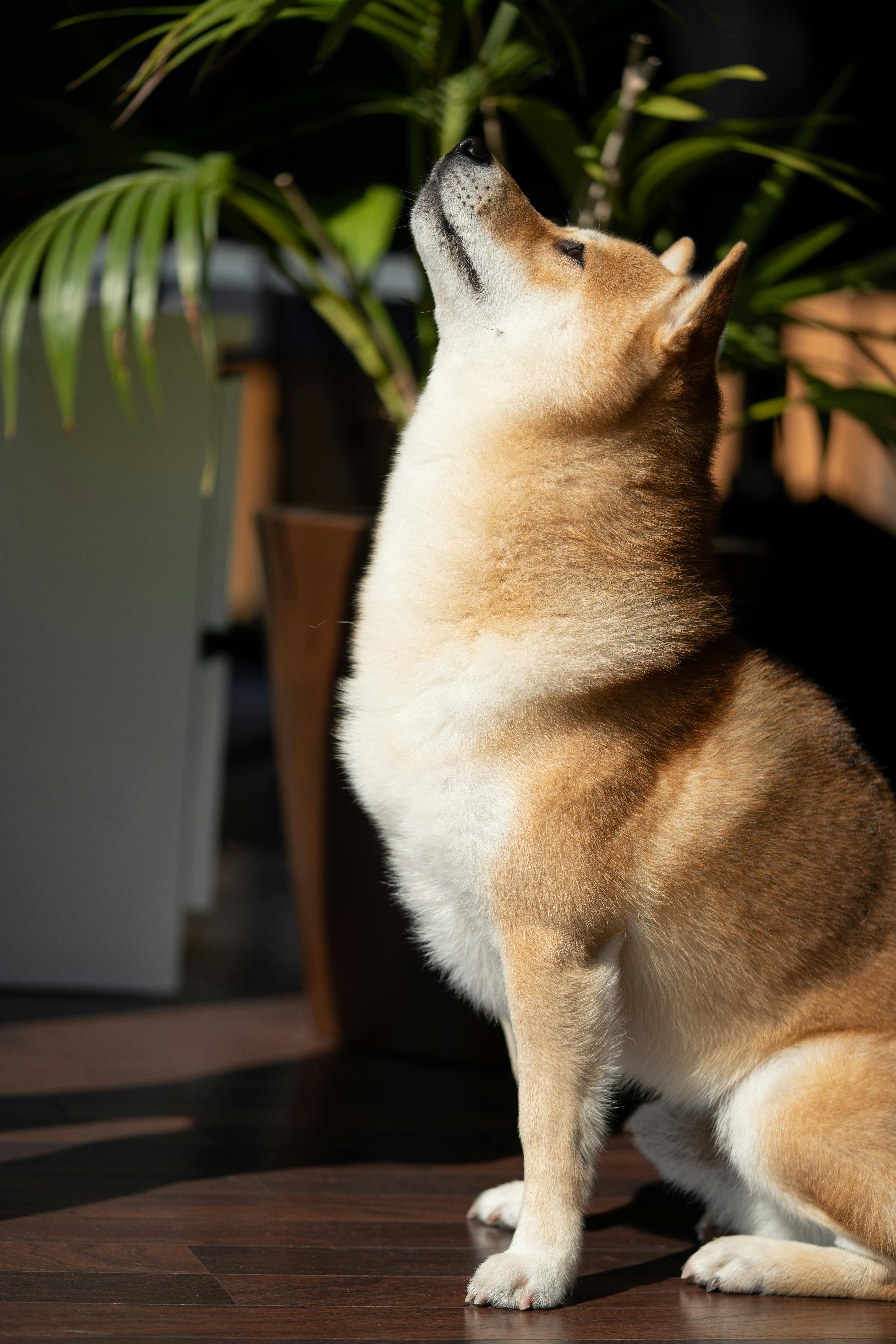 Side View of a Shiba Inu Dog · Free Stock Photo