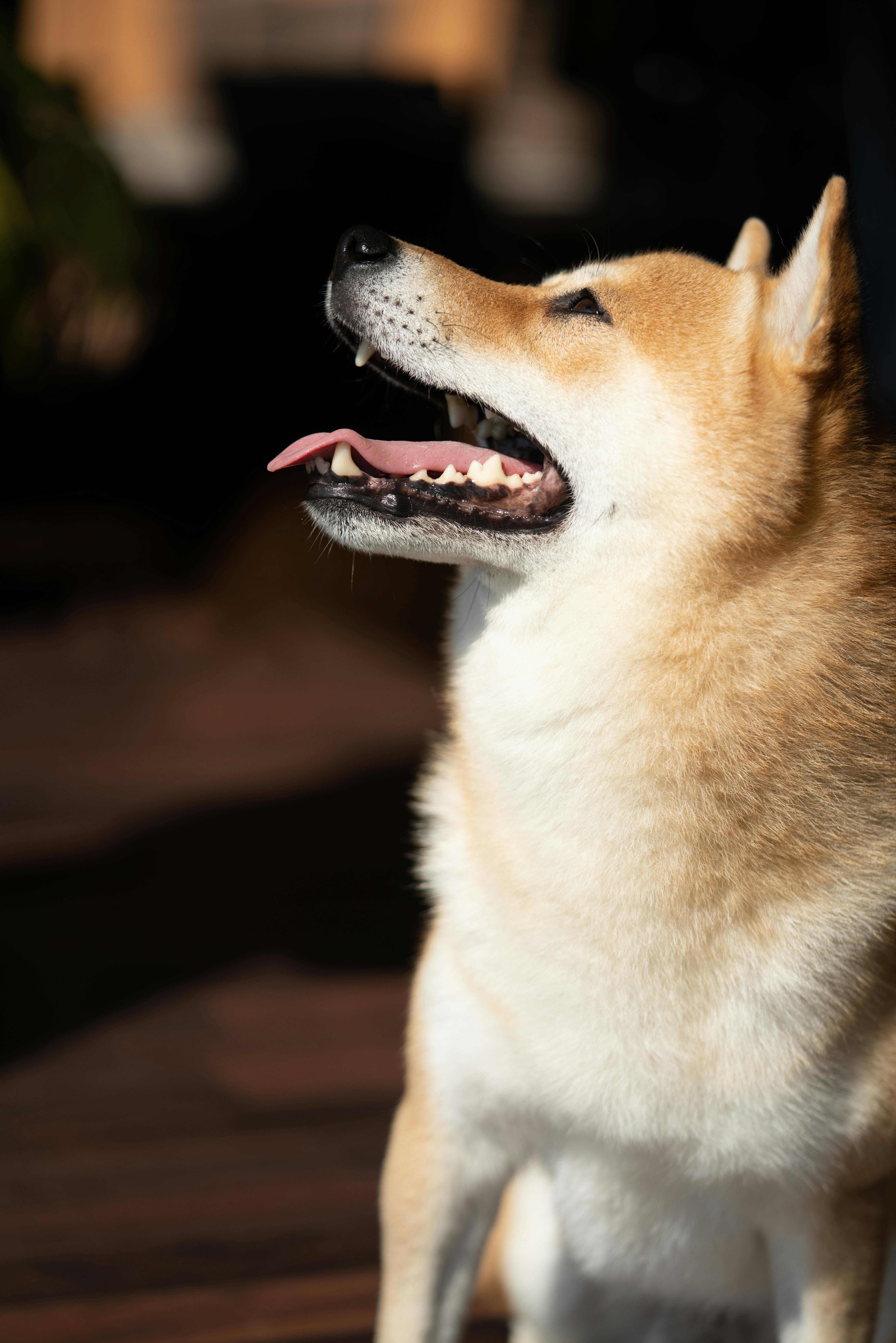 Close-Up Shot of a Shiba Inu Looking Up · Free Stock Photo