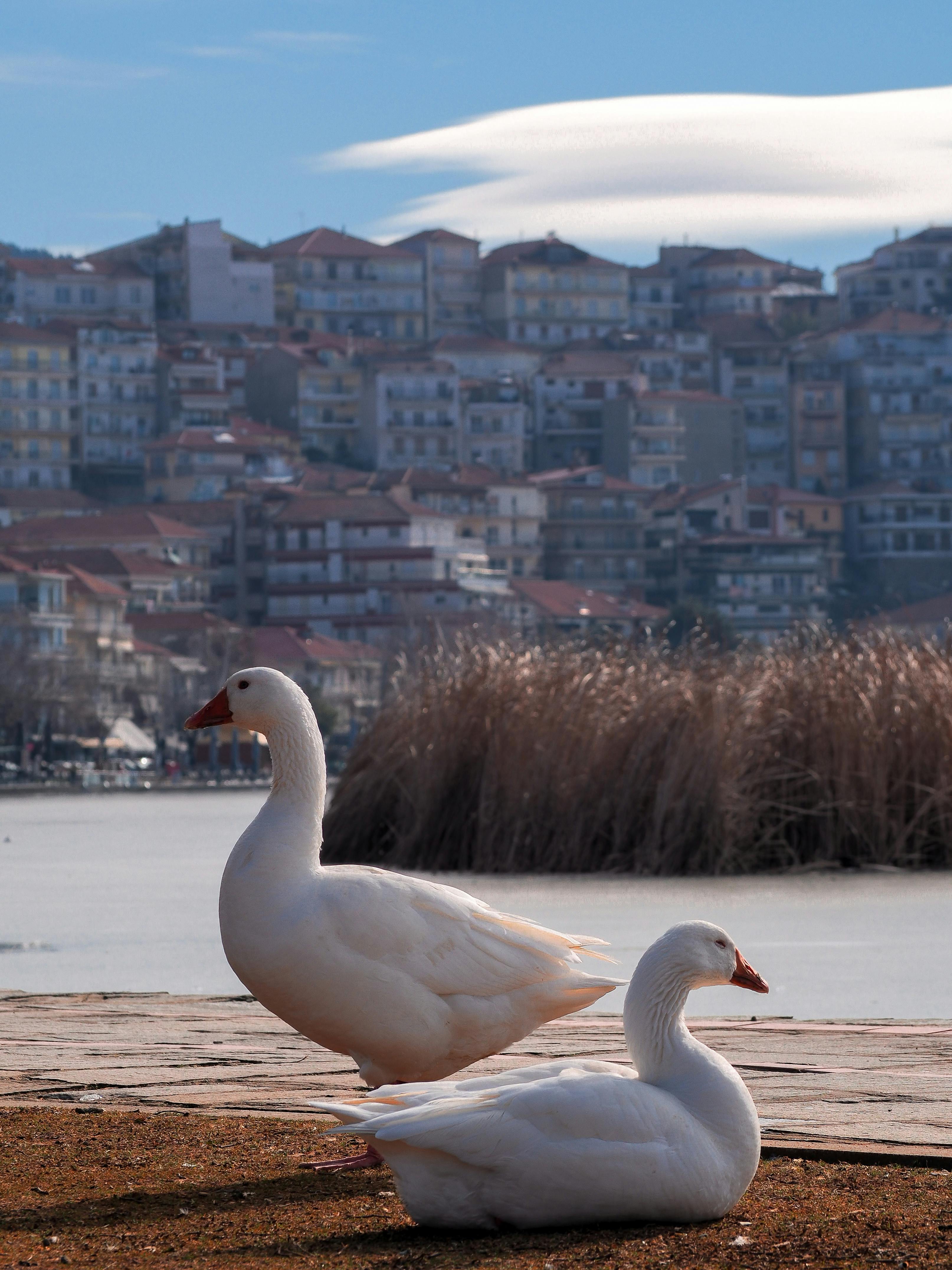 Macedonia Animals Photos, Download The BEST Free Macedonia Animals ...