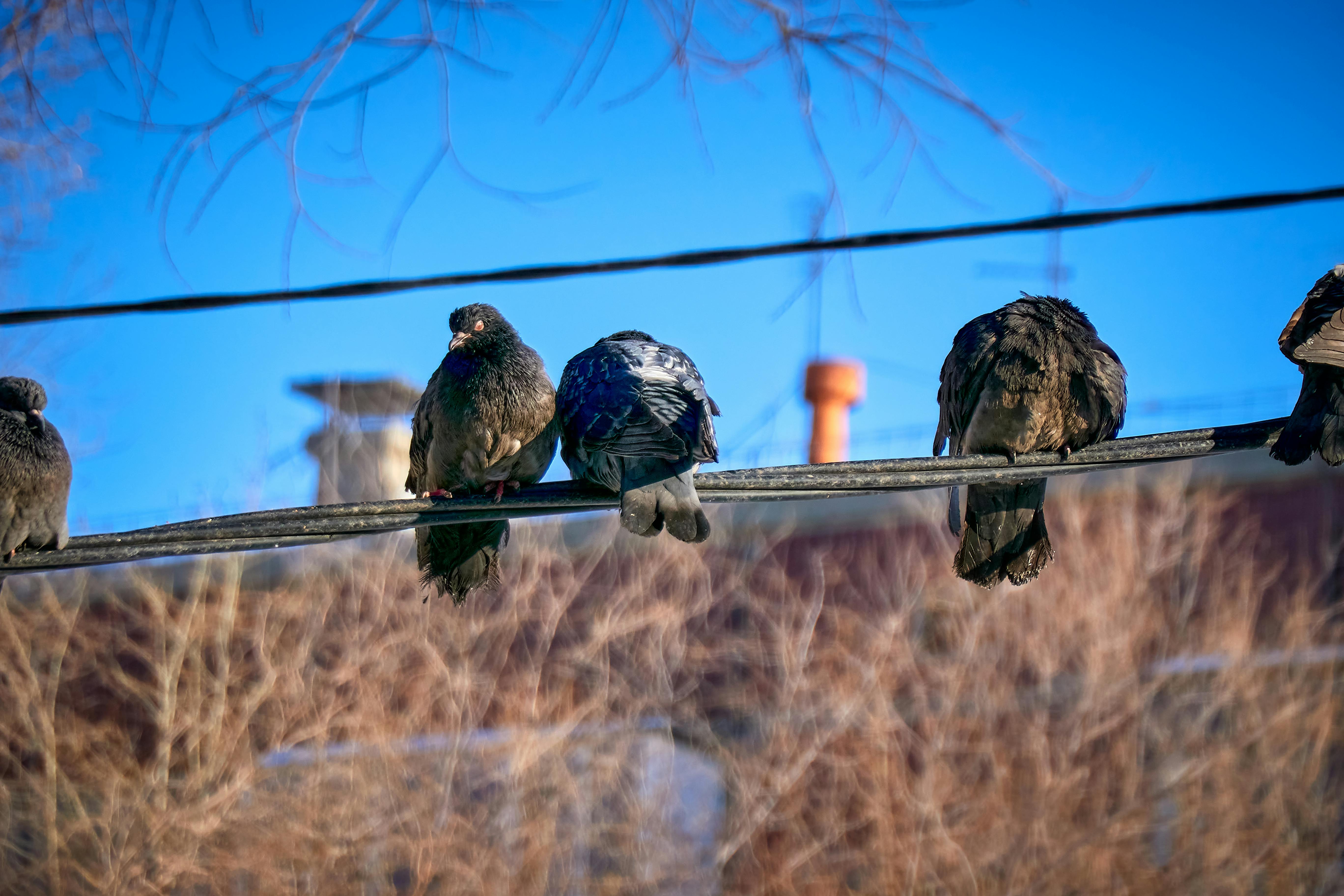 Walter Sullivan - Fotografía
