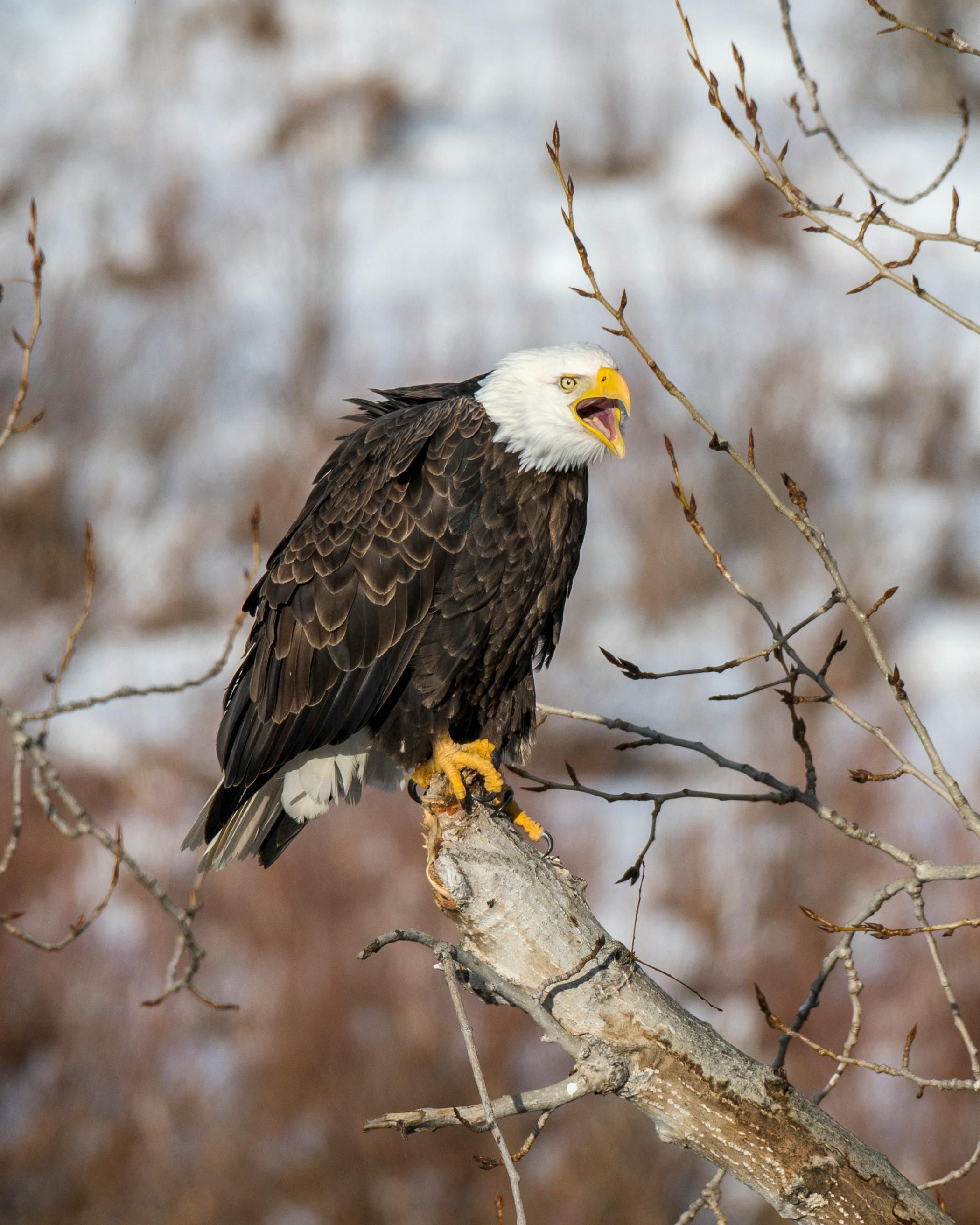 Frank Cone · 摄影