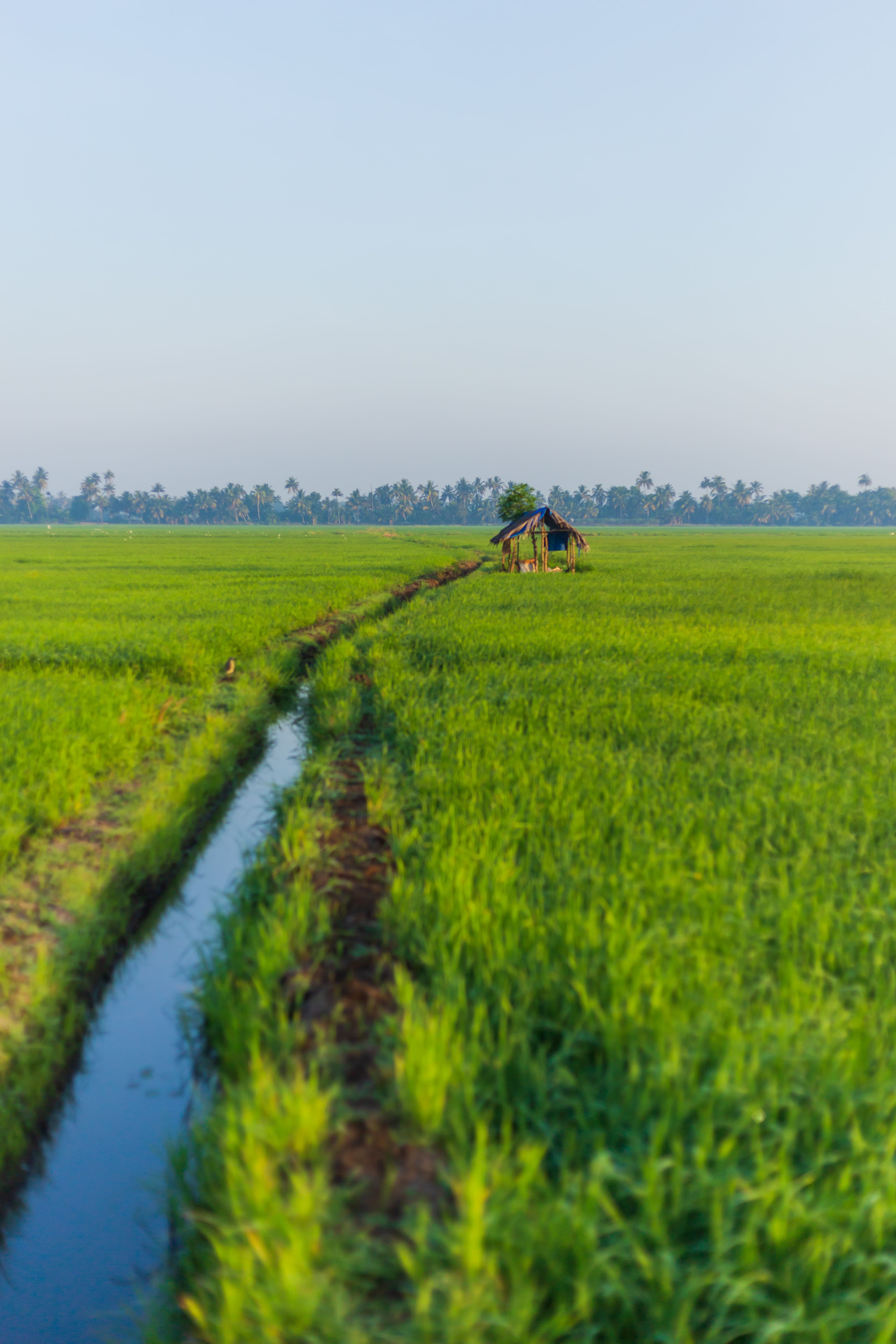 Hail On Crops Photos, Download Free Hail On Crops Stock Photos & HD Images