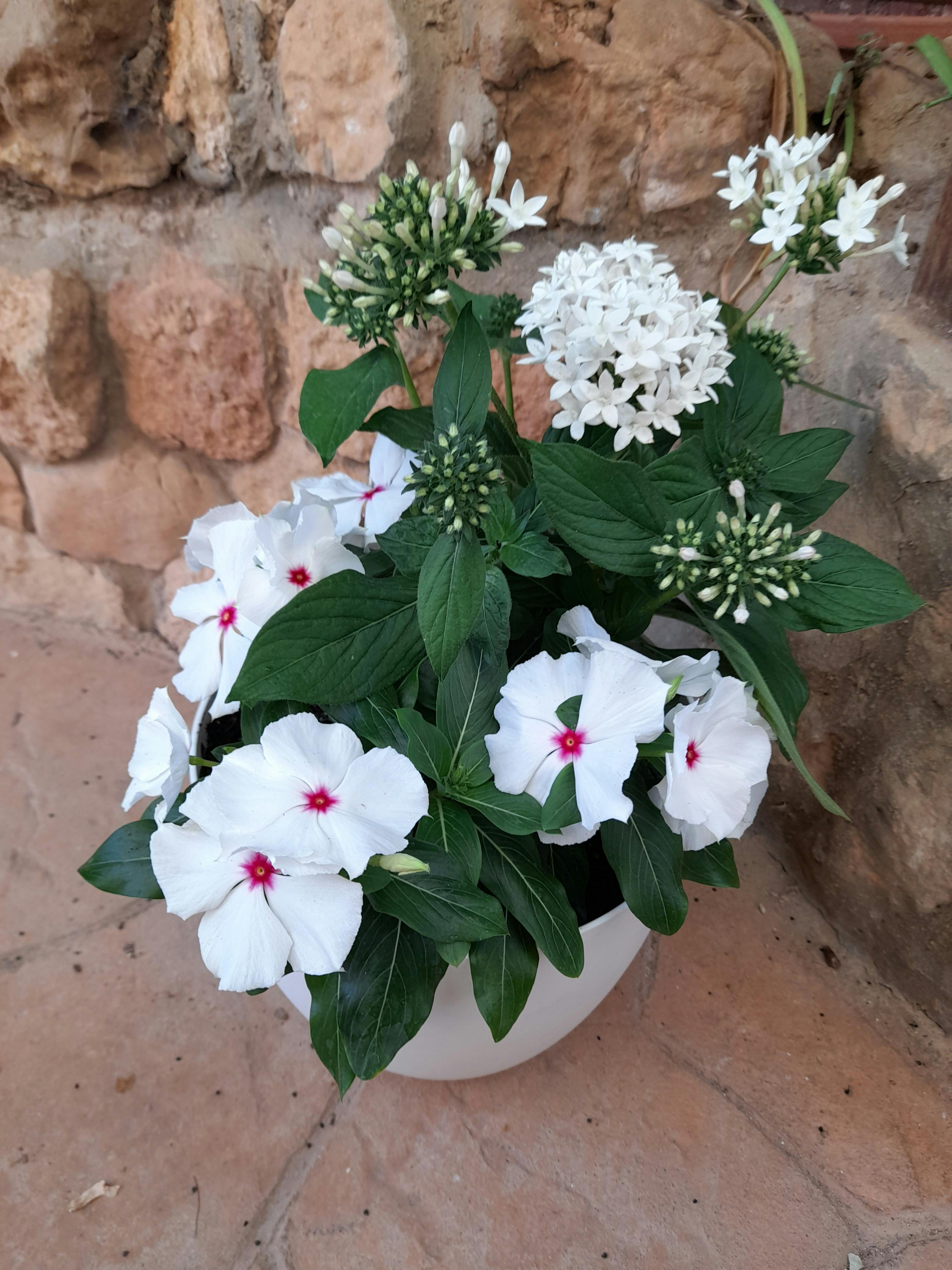 Alice Oliver – Fotografia