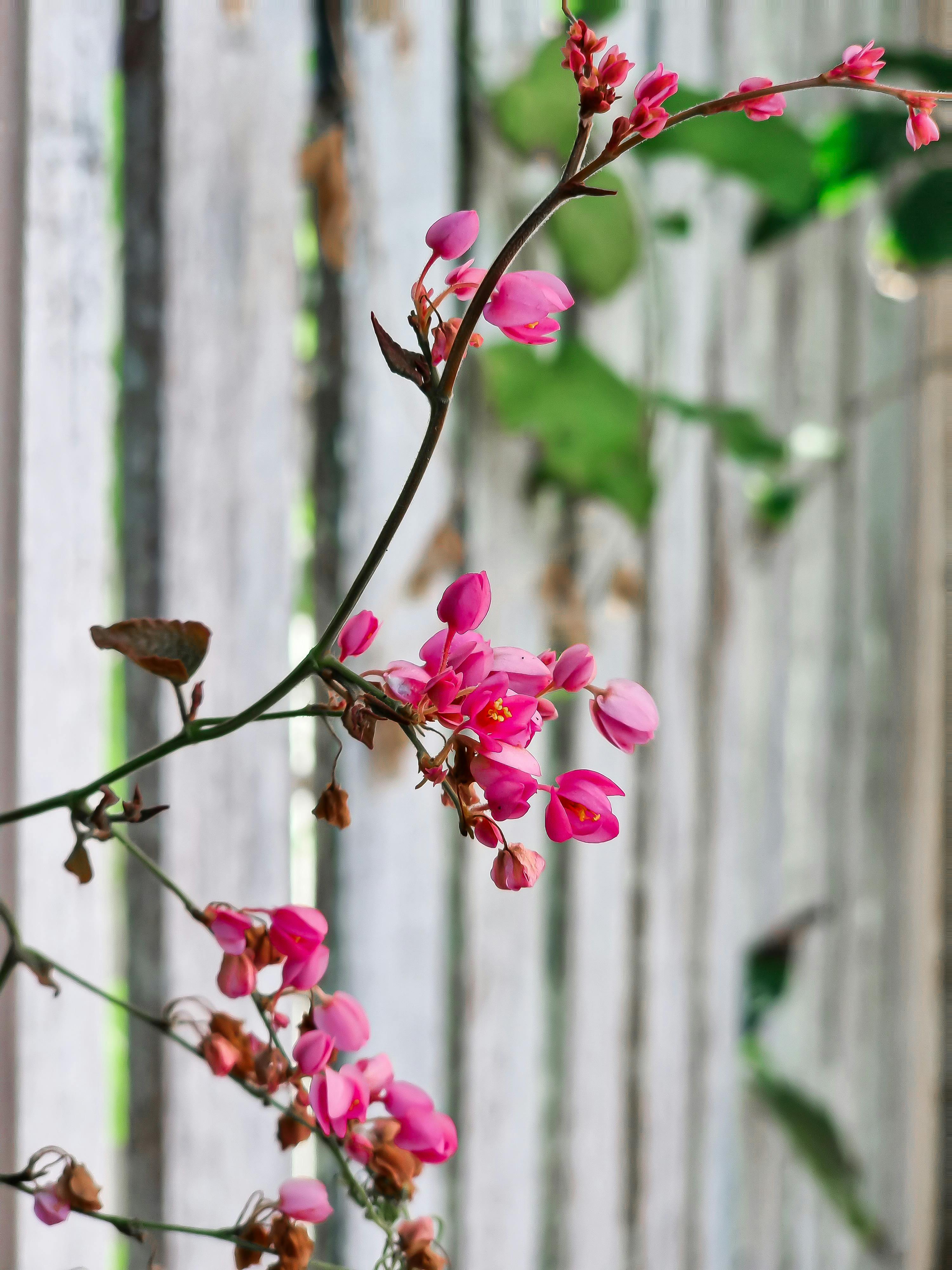 30+ Best Creepers Photos · 100% Free Download · Pexels Stock Photos