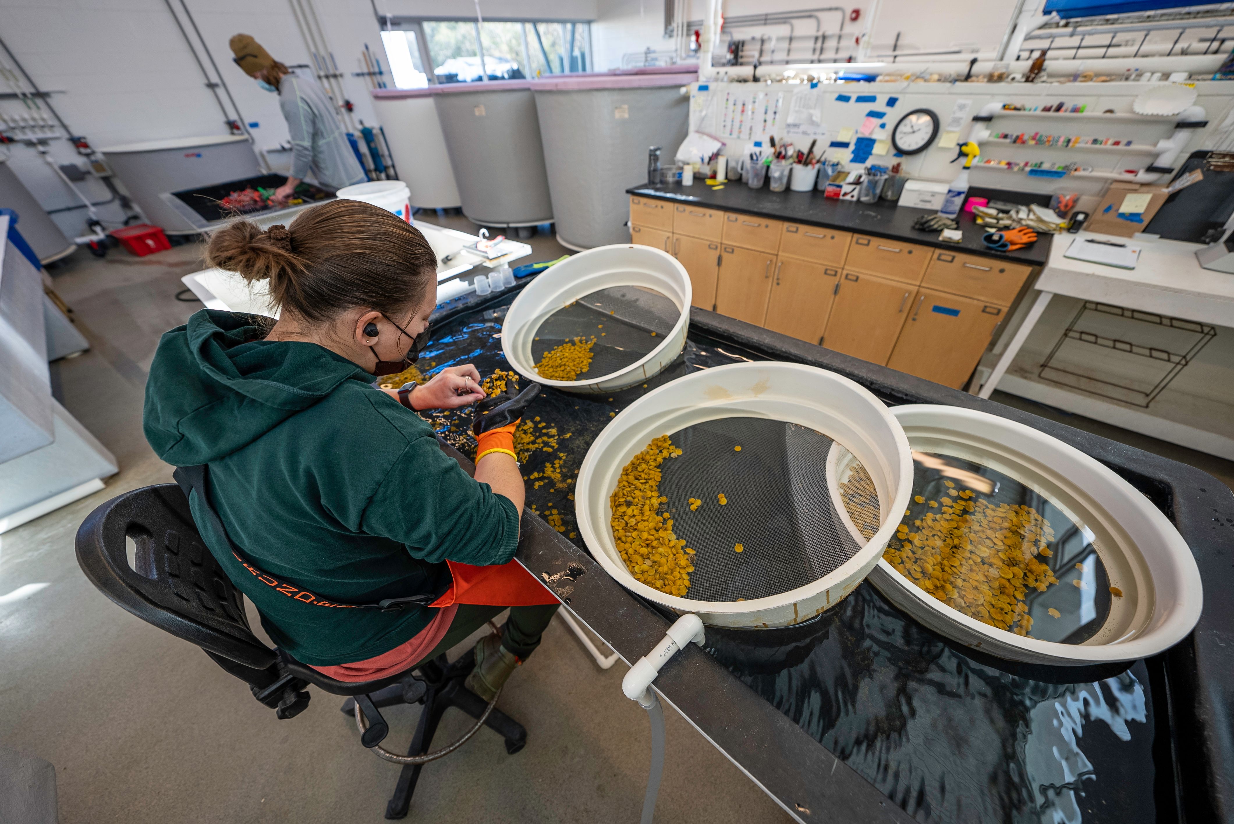 Hatcheries Photos, Download The BEST Free Hatcheries Stock Photos & HD ...