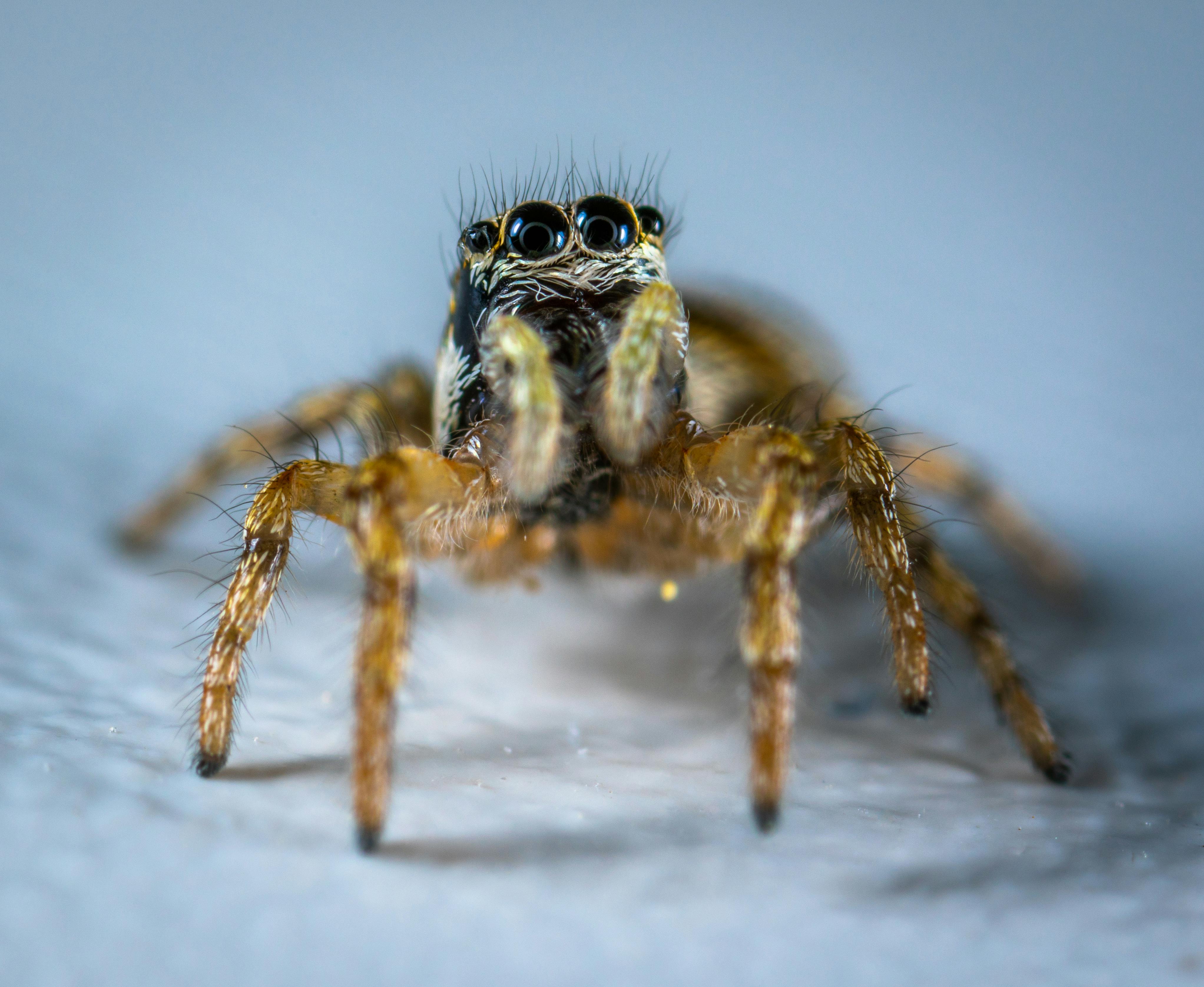 Spider Macro Photography · Free Stock Photo