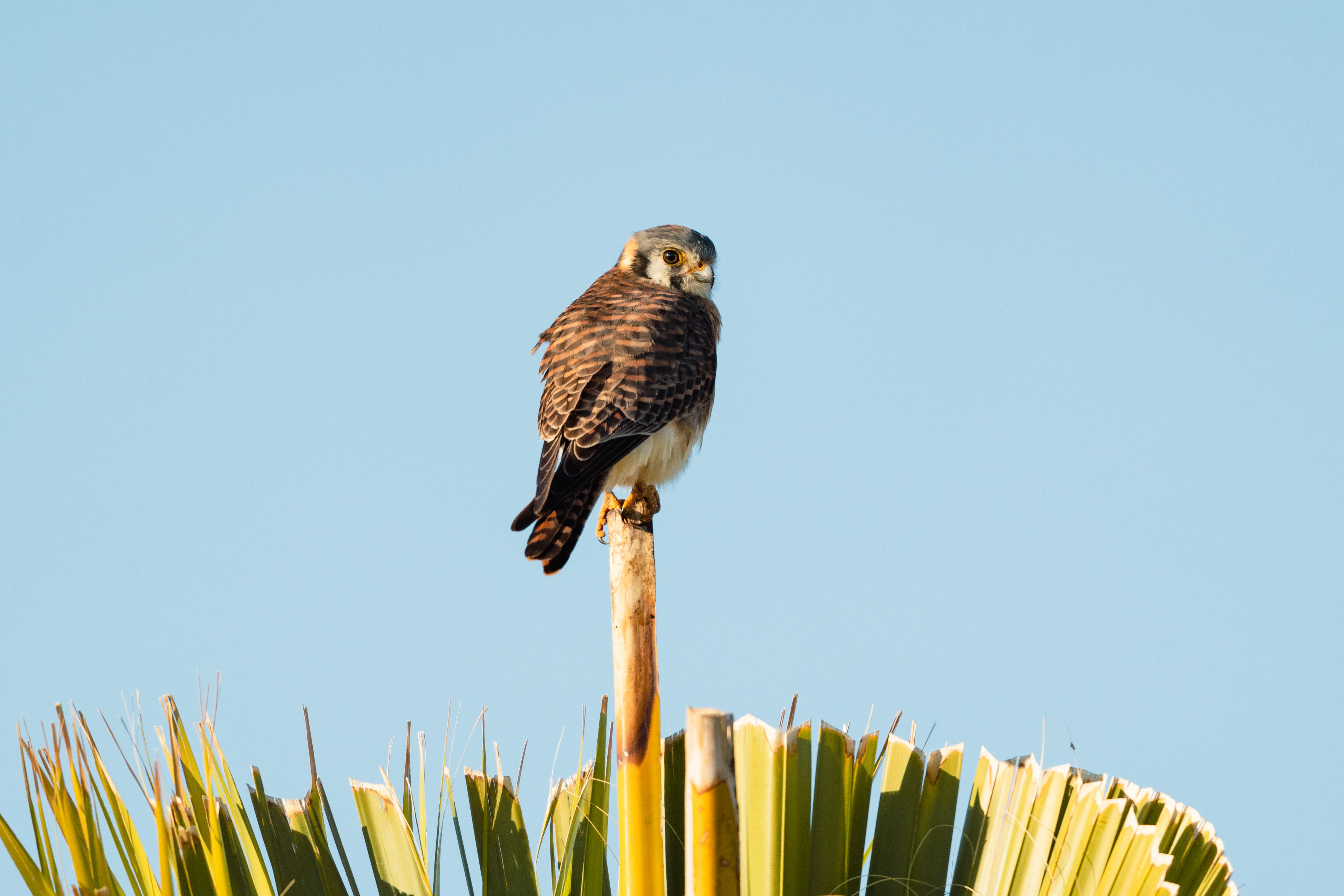 American Kestrel Perched on Green Plant · Free Stock Photo