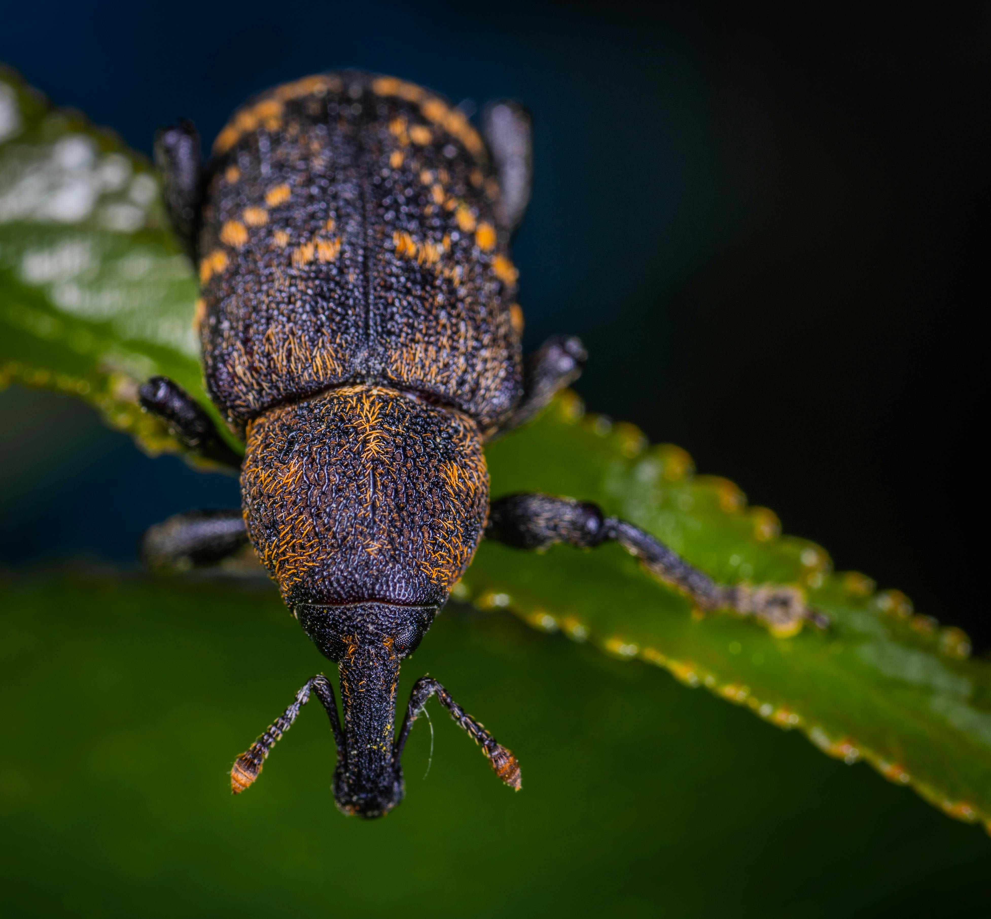 Close-up Photography Of Insect · Free Stock Photo