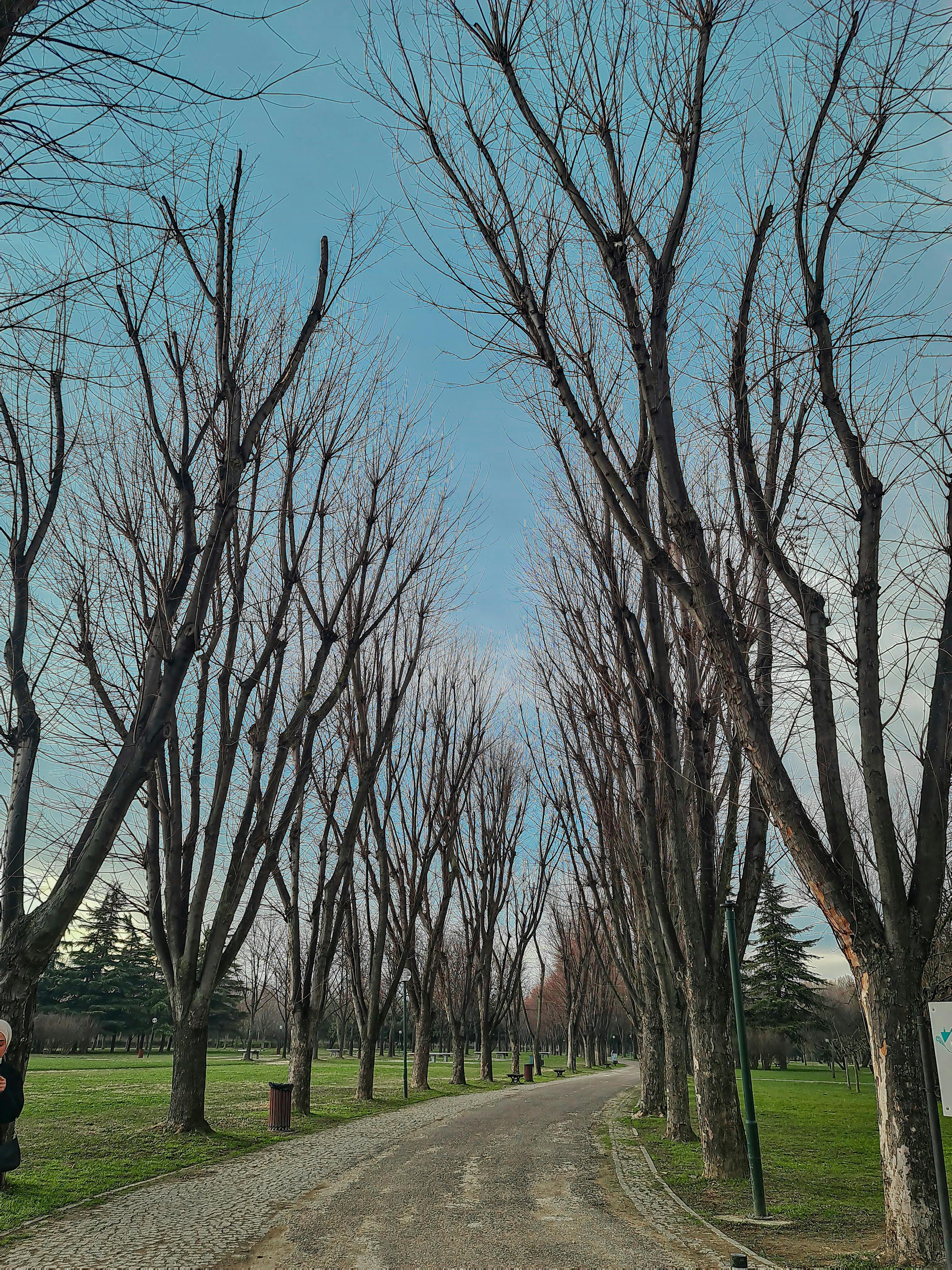 Pathway in Between Trees · Free Stock Photo