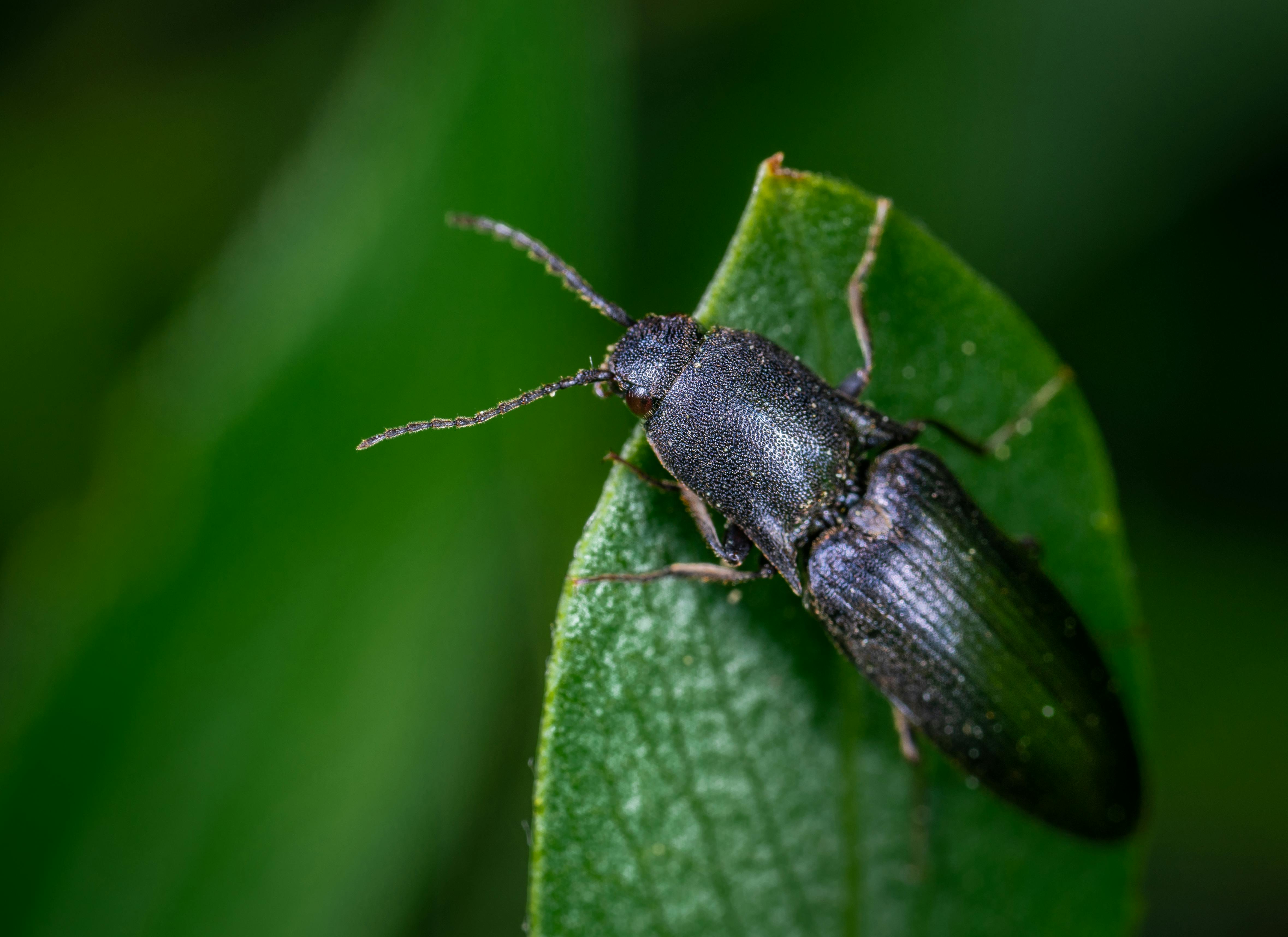Black Bug On Leaf · Free Stock Photo