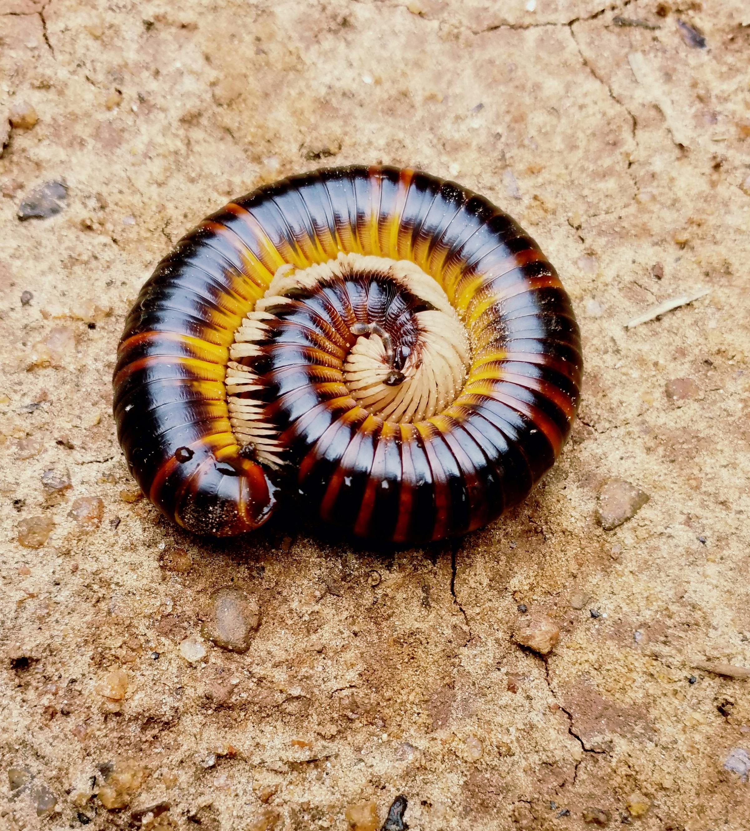 Millipede Photos, Download The BEST Free Millipede Stock Photos & HD Images