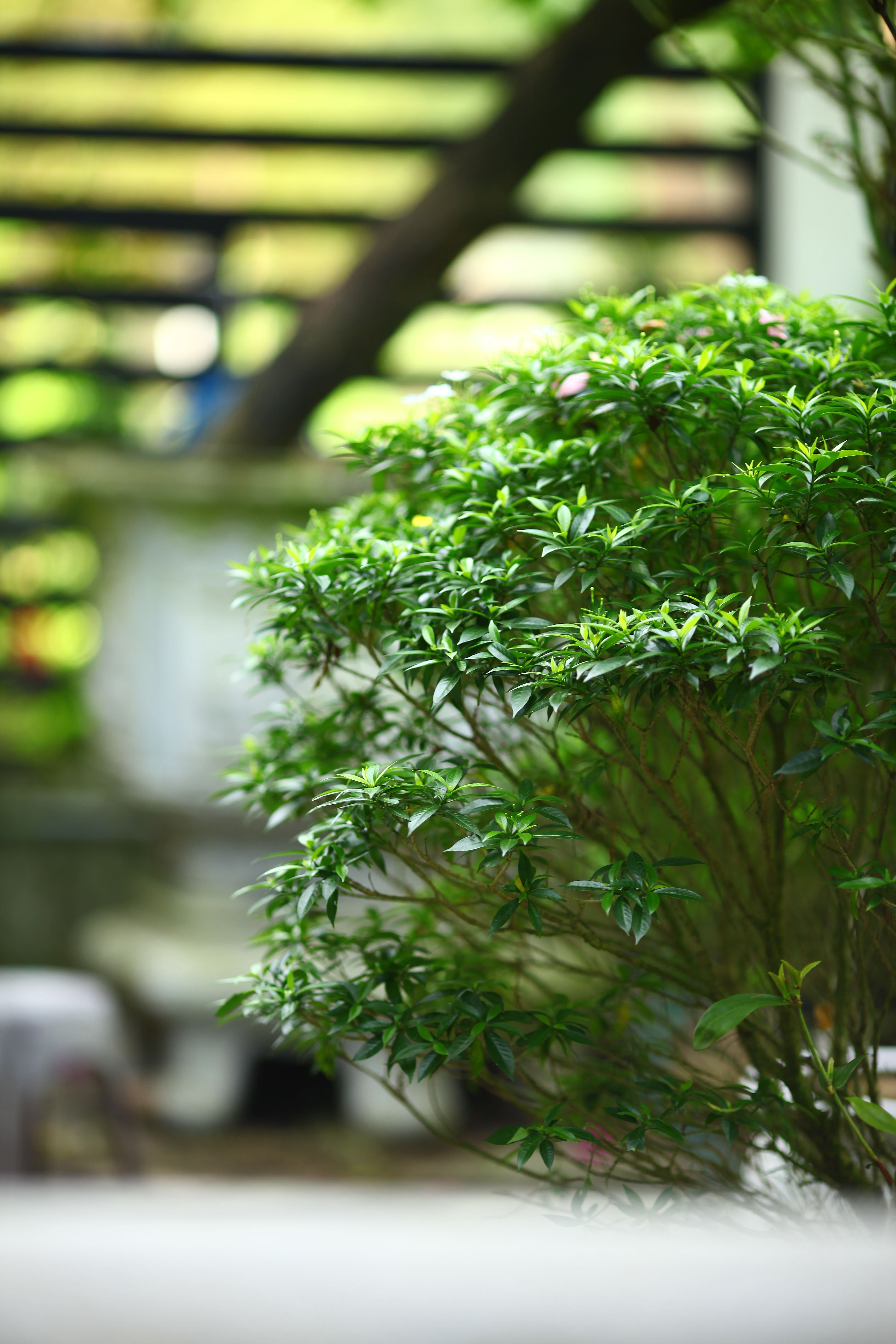 Photo of a Green Plant · Free Stock Photo