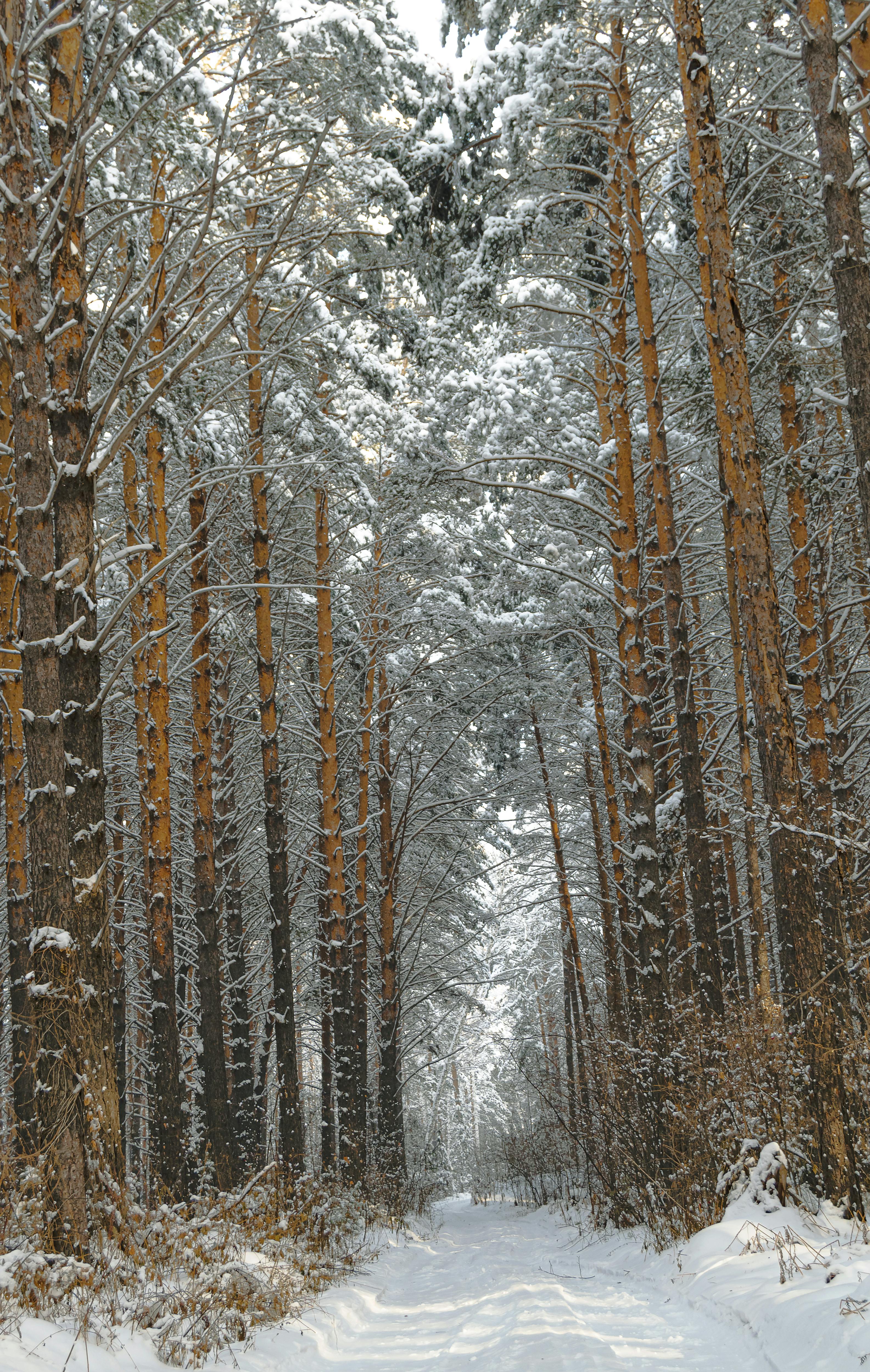 Landscape Photography of Snow Pathway Between Trees during Winter ...